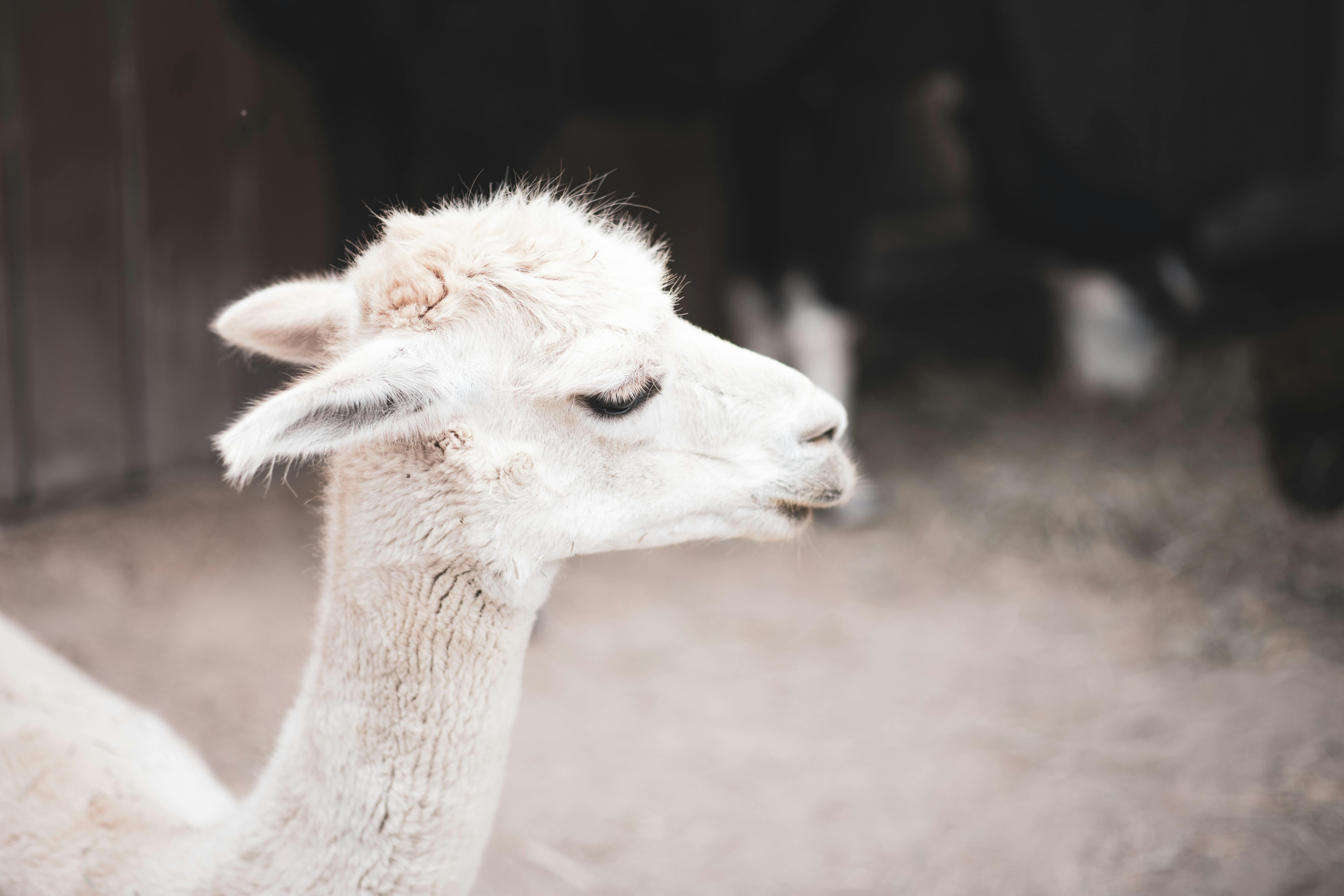A Close-Up Shot of an Alpaca · Free Stock Photo