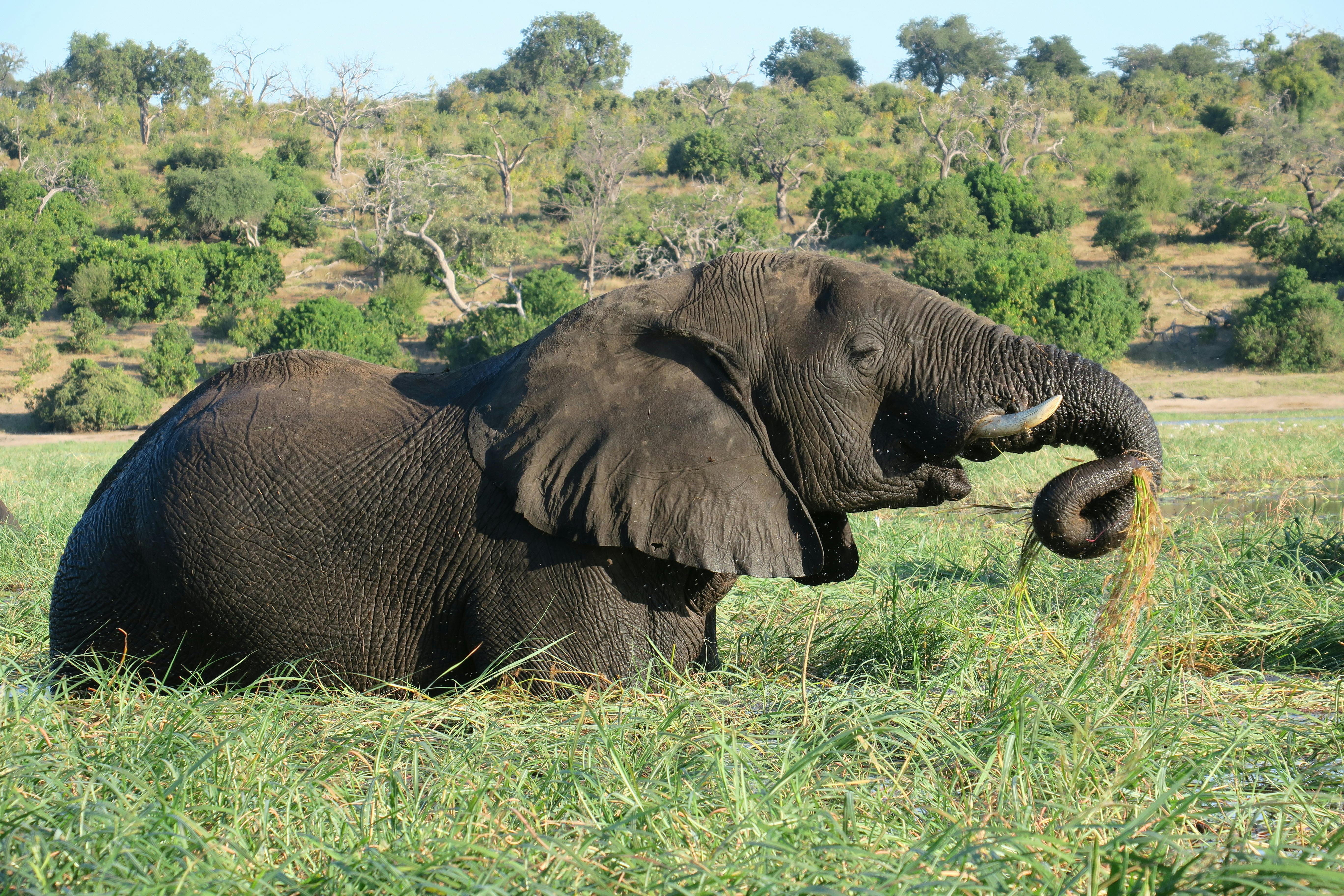 An Elephant on a Grass Field · Free Stock Photo