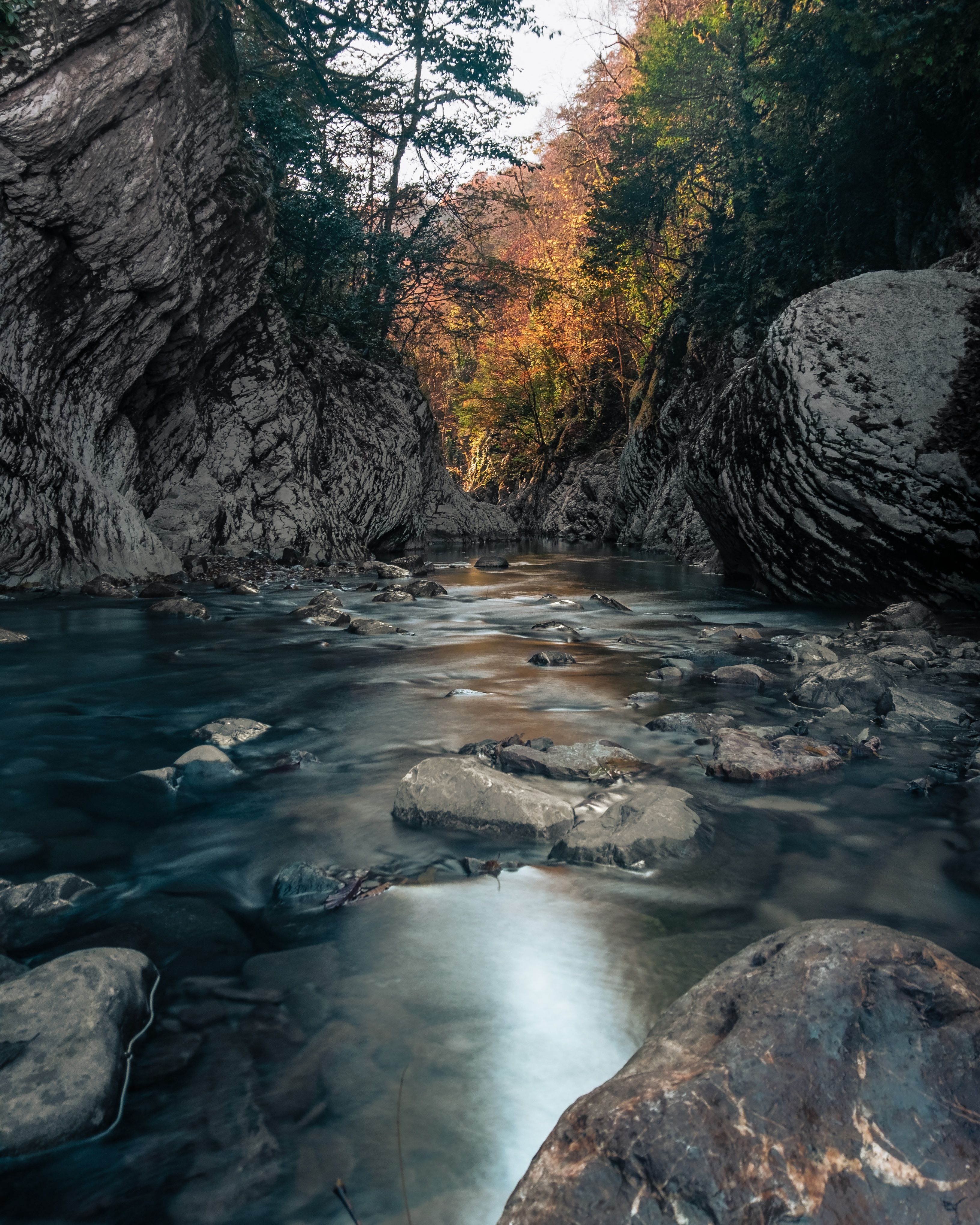 River in Between Trees · Free Stock Photo