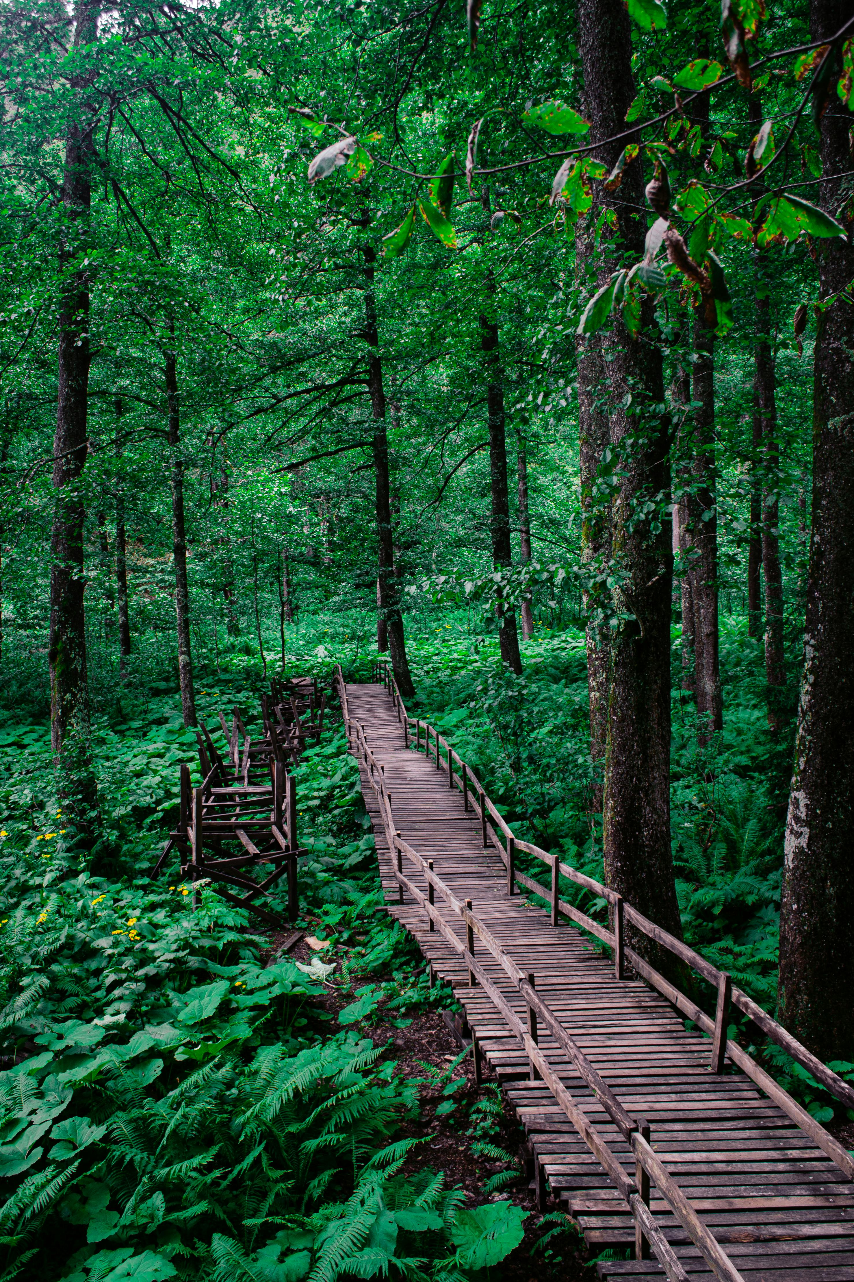 Brown Wooden Walkway in the Woods · Free Stock Photo