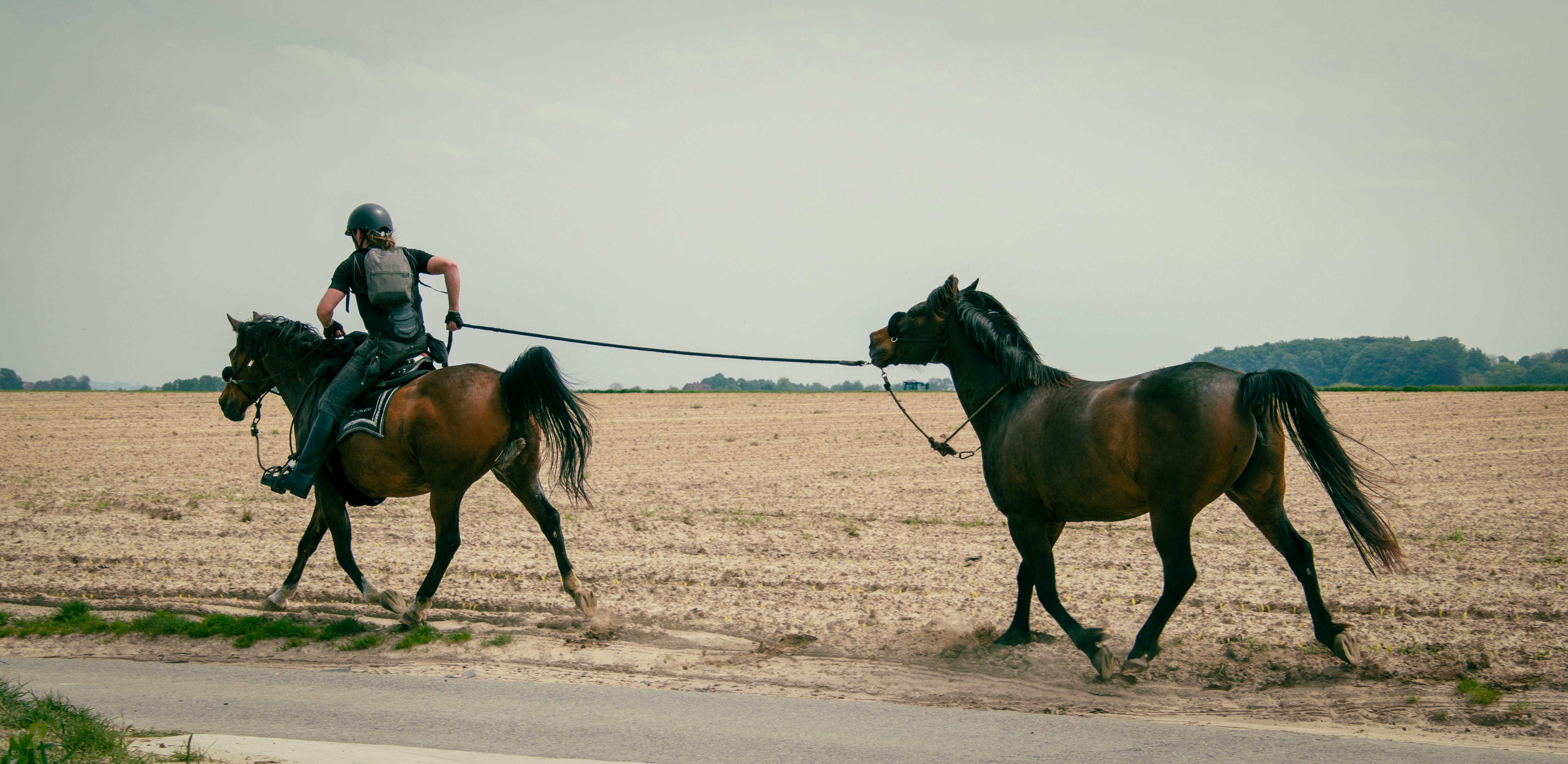 A Person Riding a Horse · Free Stock Photo