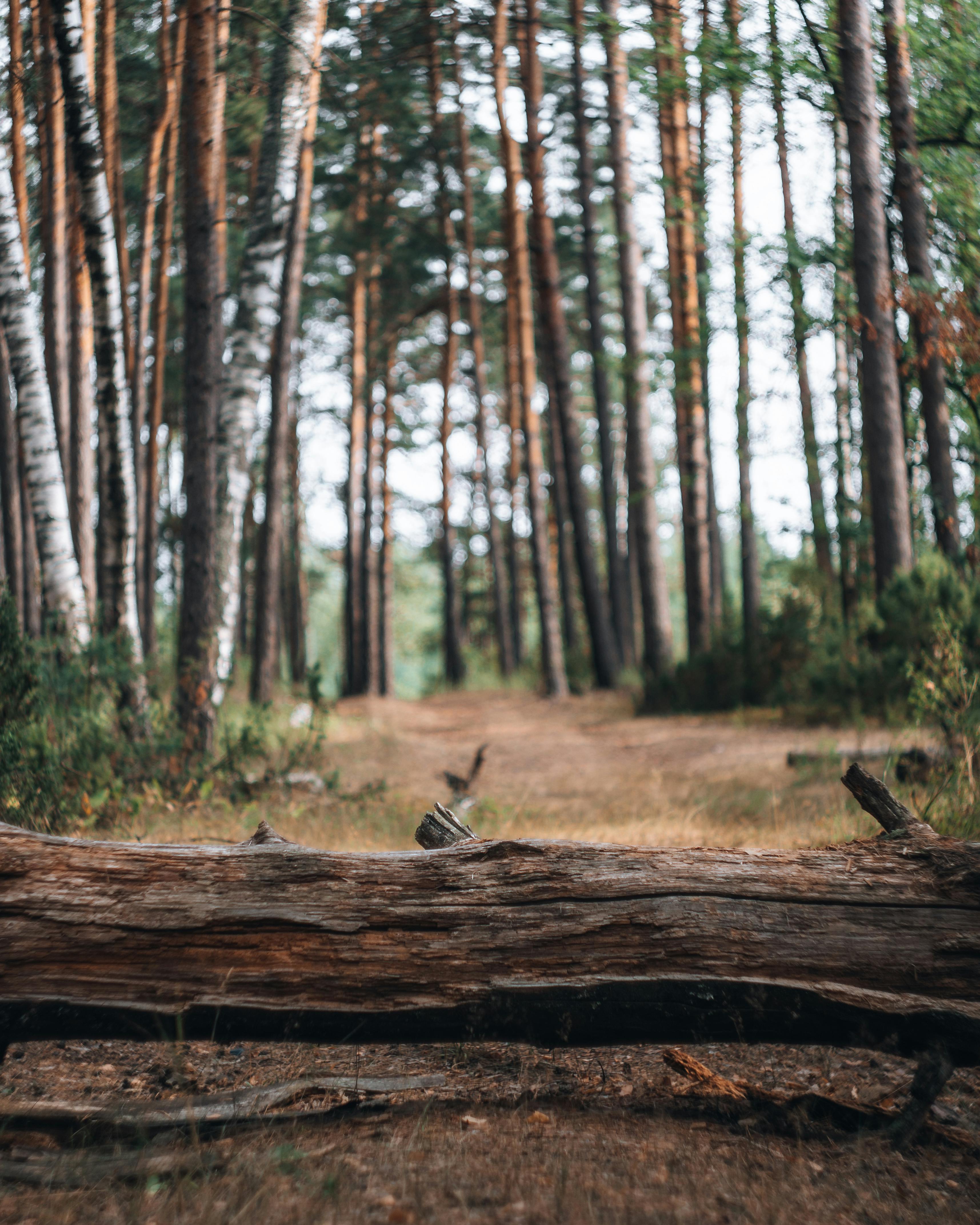 A Fallen Tree on a Forest Trail · Free Stock Photo