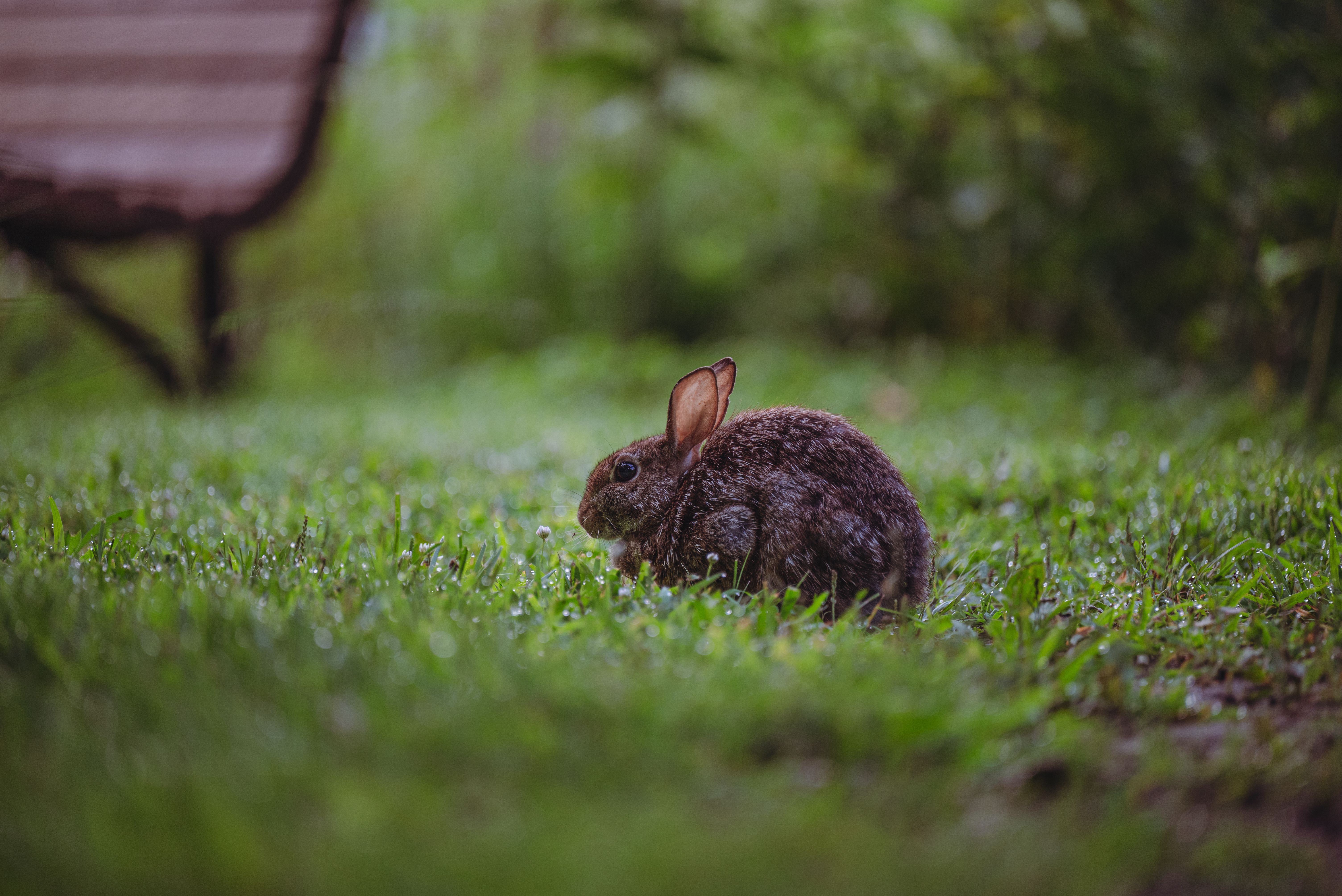 Beige Rabbit Resting on Green Grasses during Daytime · Free Stock Photo