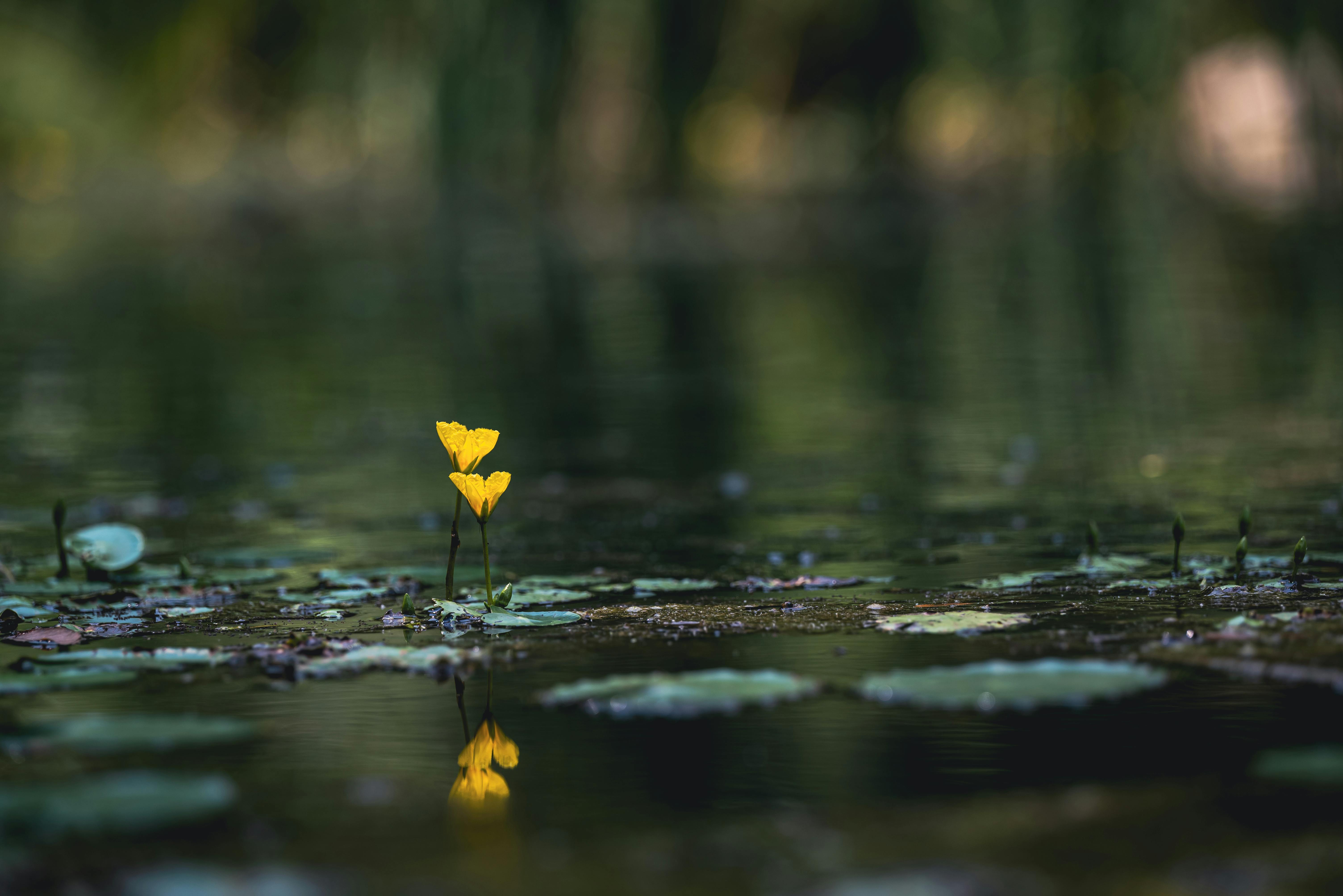 Close-Up Shot of a Lake · Free Stock Photo