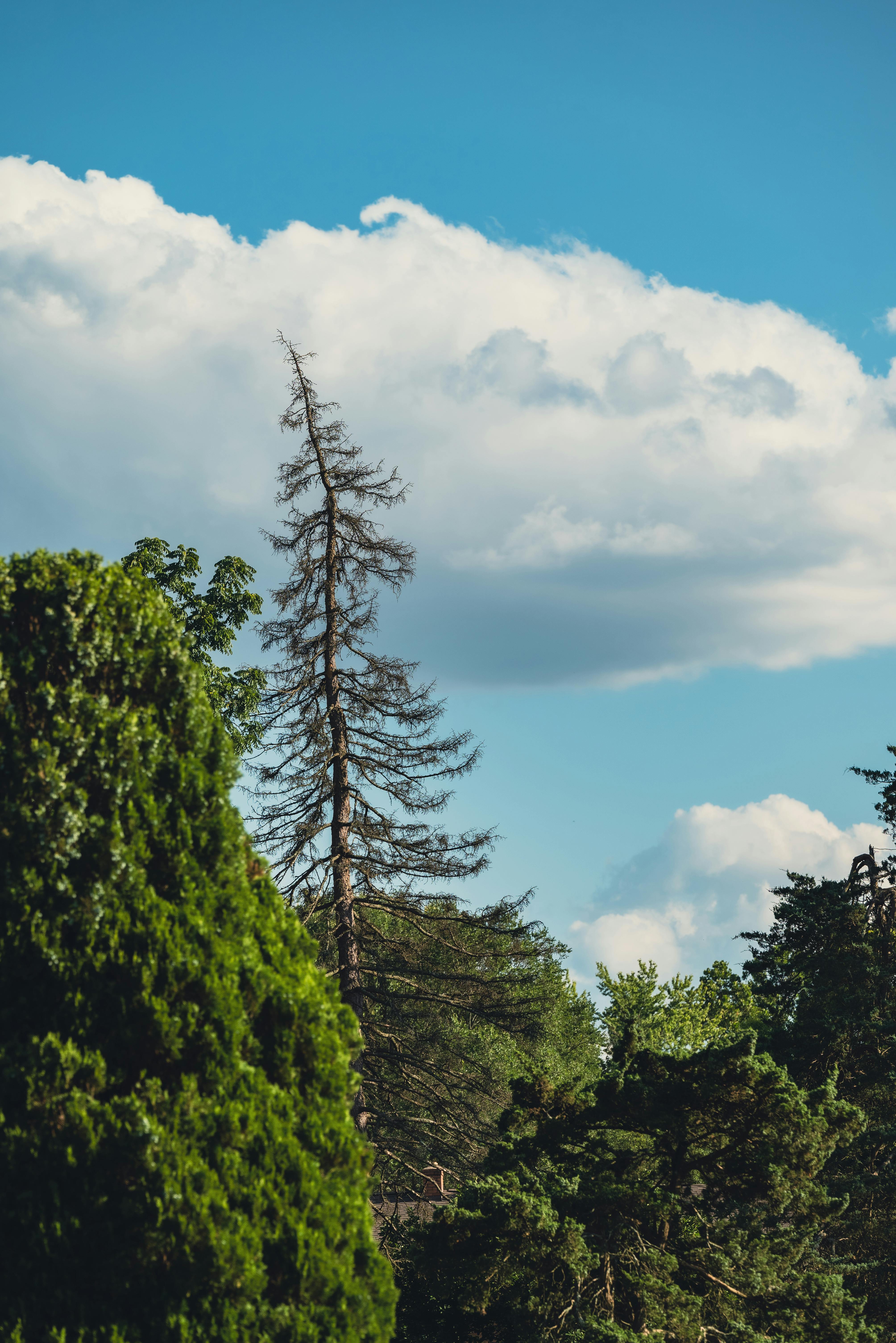 Twisted Trees in a Green Forest · Free Stock Photo