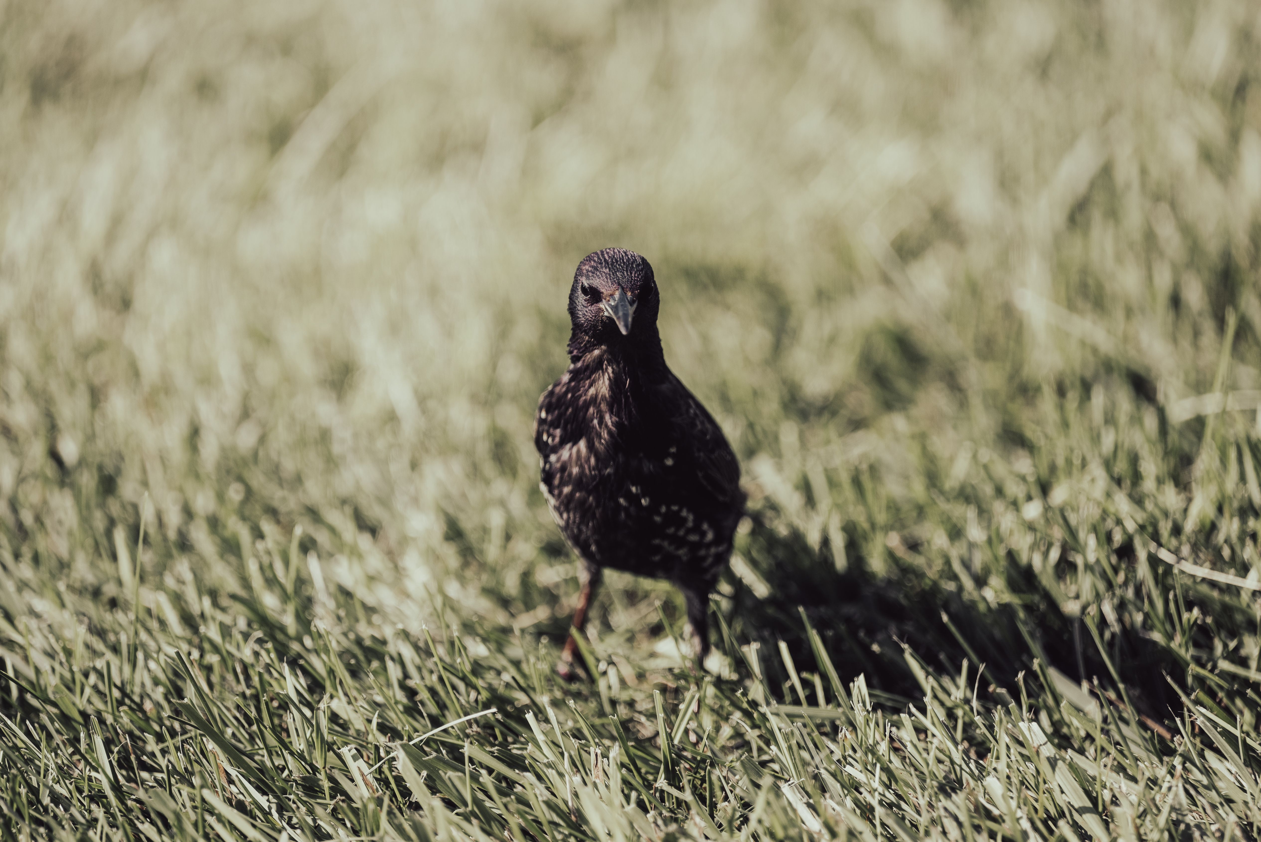 A Blackbird with a Worm · Free Stock Photo