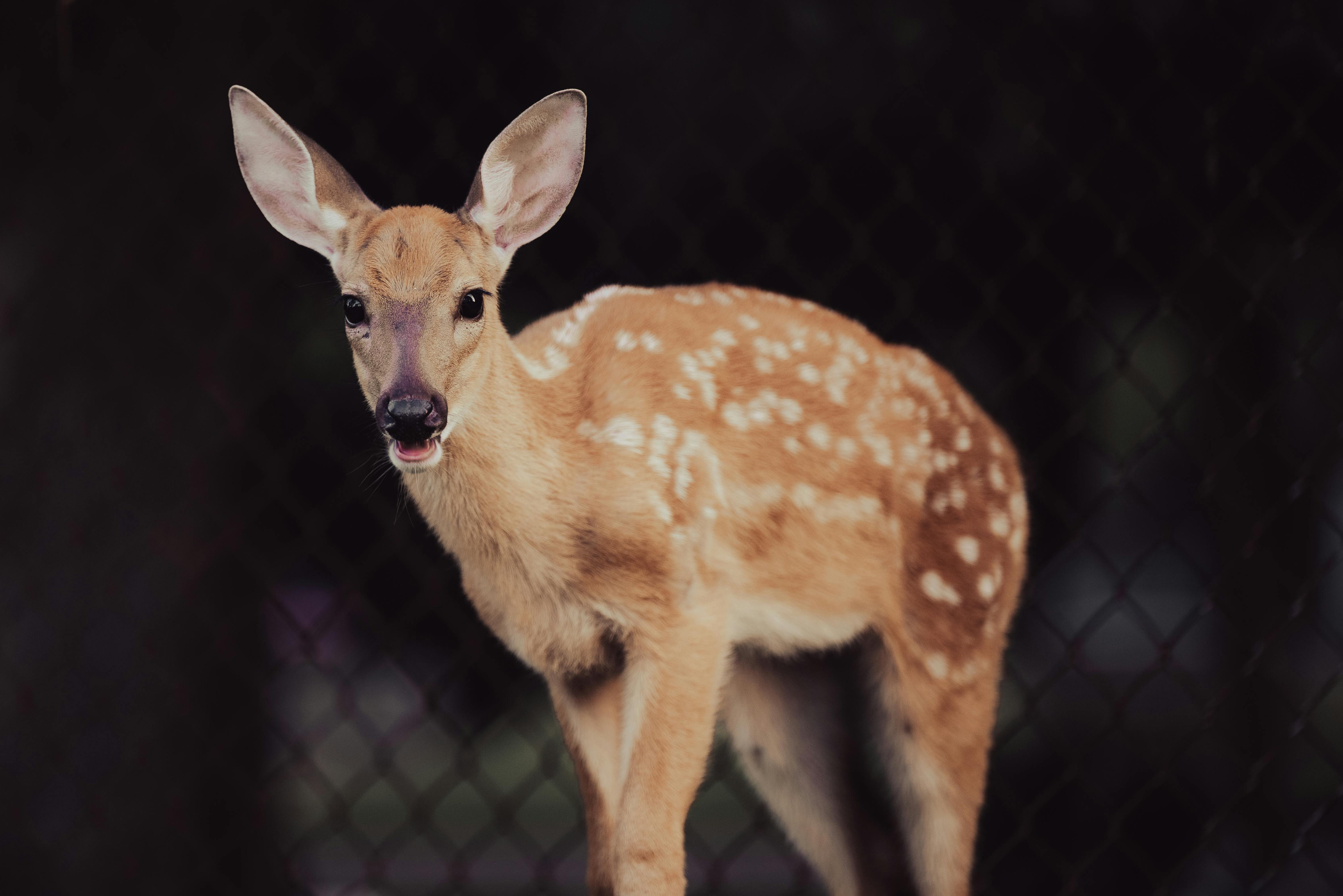 Brown Deer Photography · Free Stock Photo