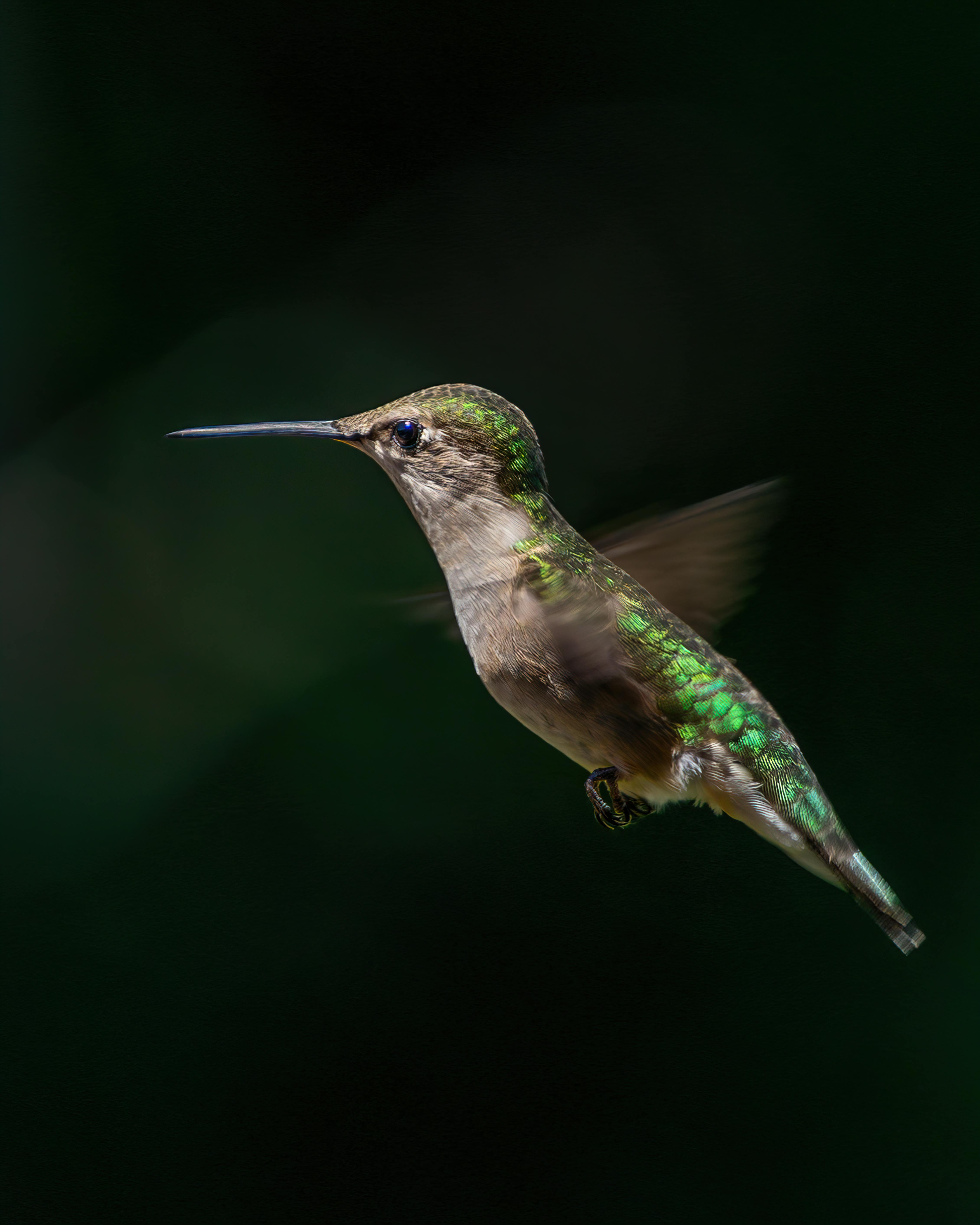 Focus Photography of Flying Hummingbird · Free Stock Photo