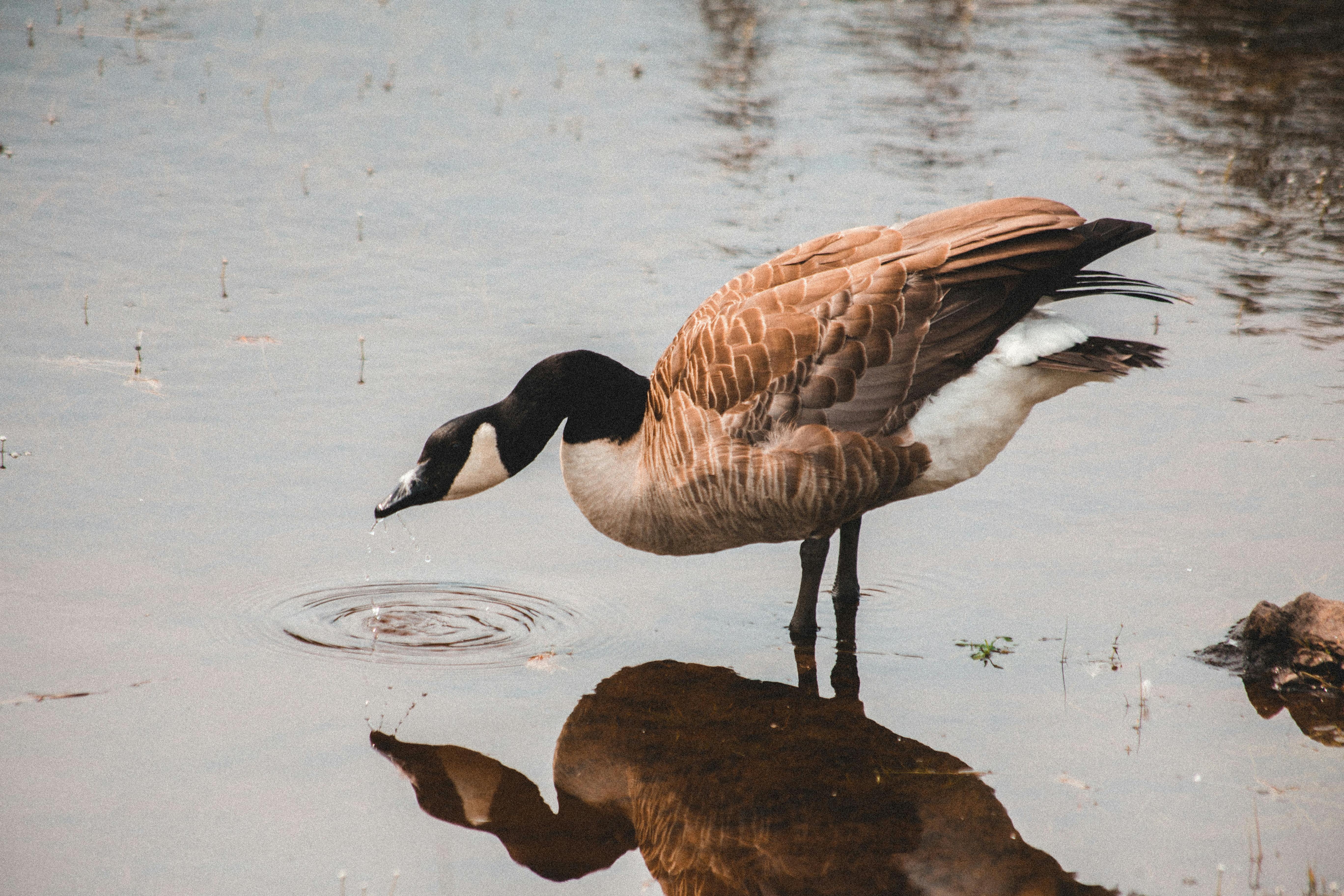 Goose Drinking Water · Free Stock Photo