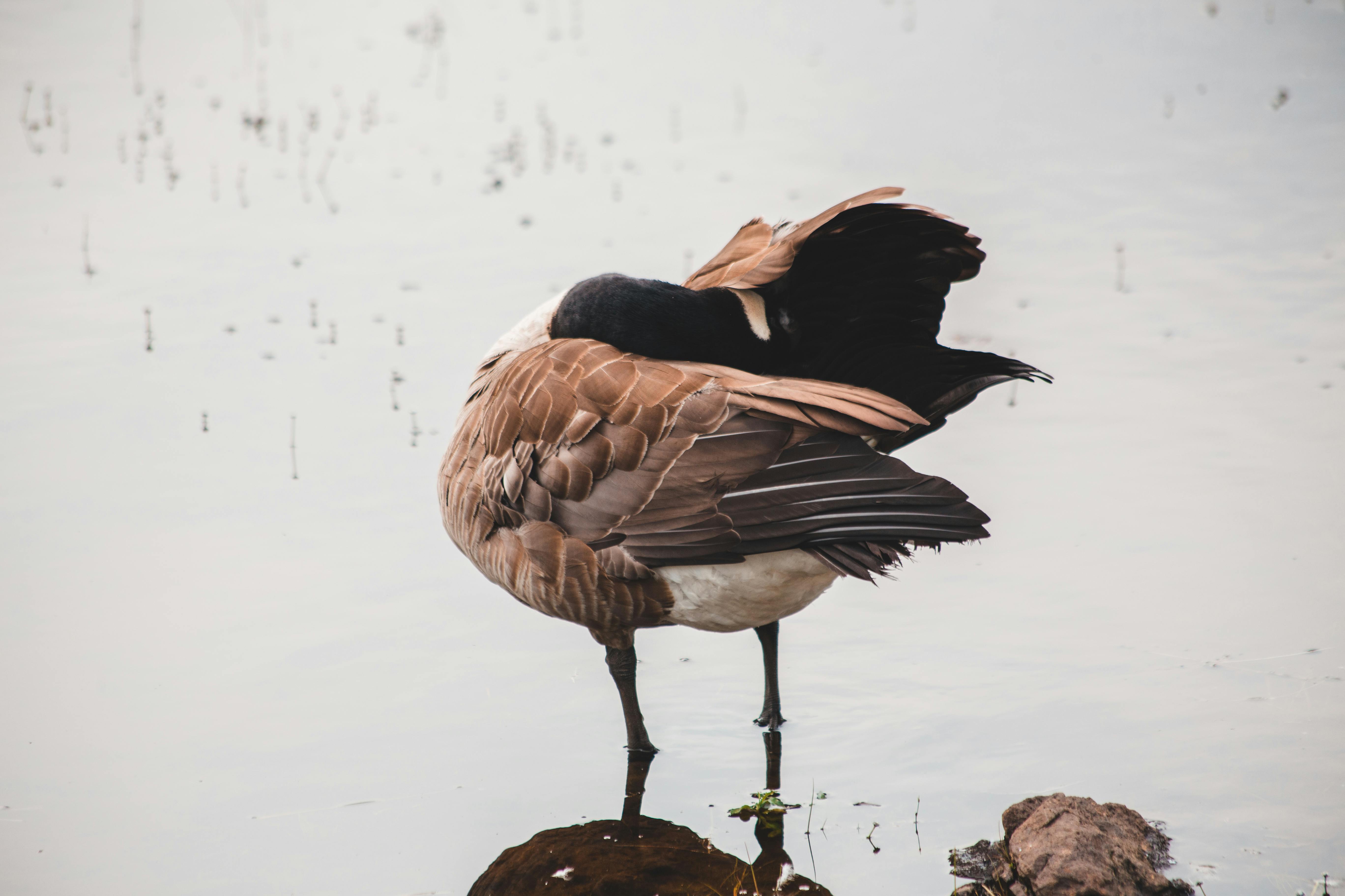 Singlebird Photos, Download The BEST Free Singlebird Stock Photos & HD ...