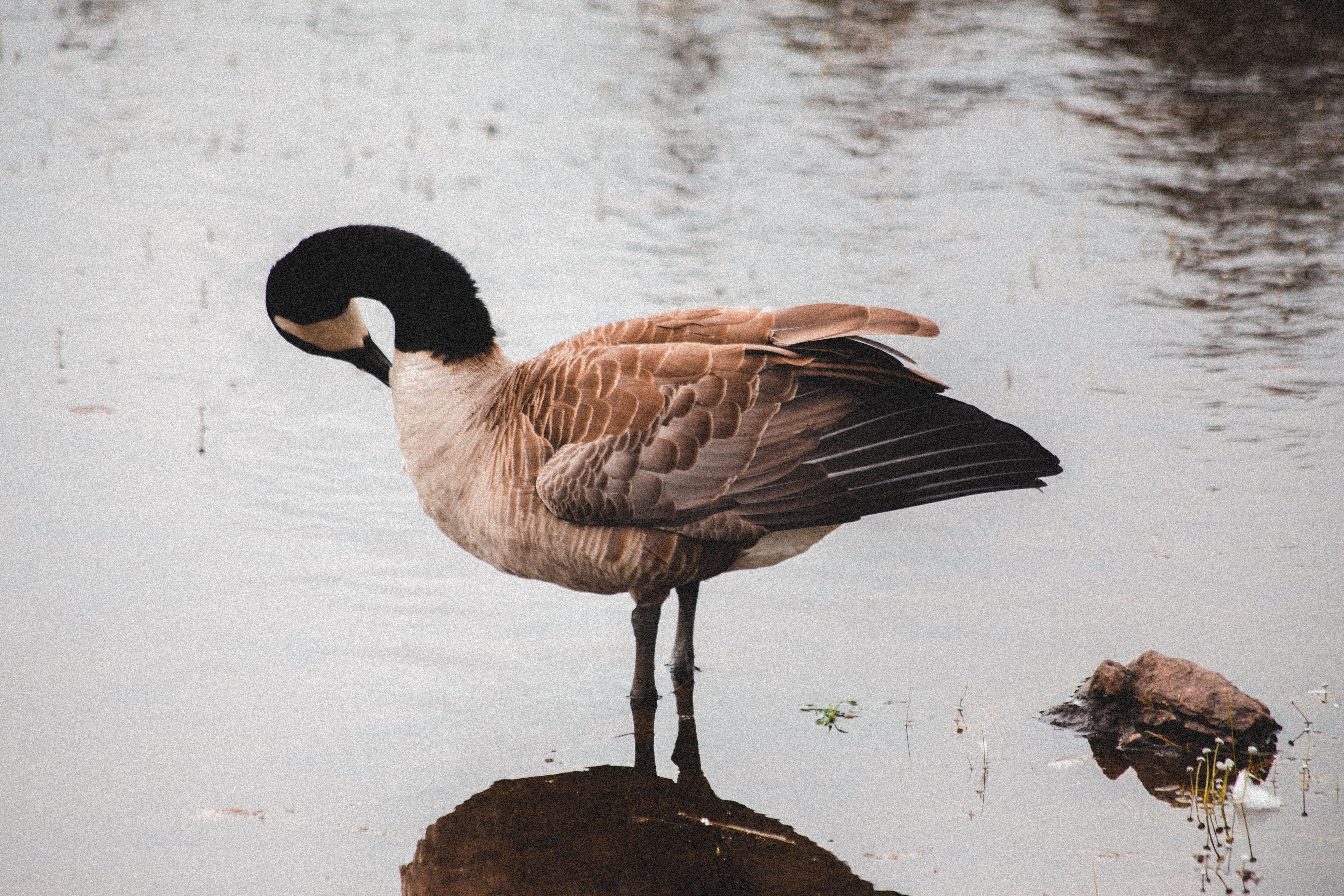 Close-Up Shot of a Mallard · Free Stock Photo