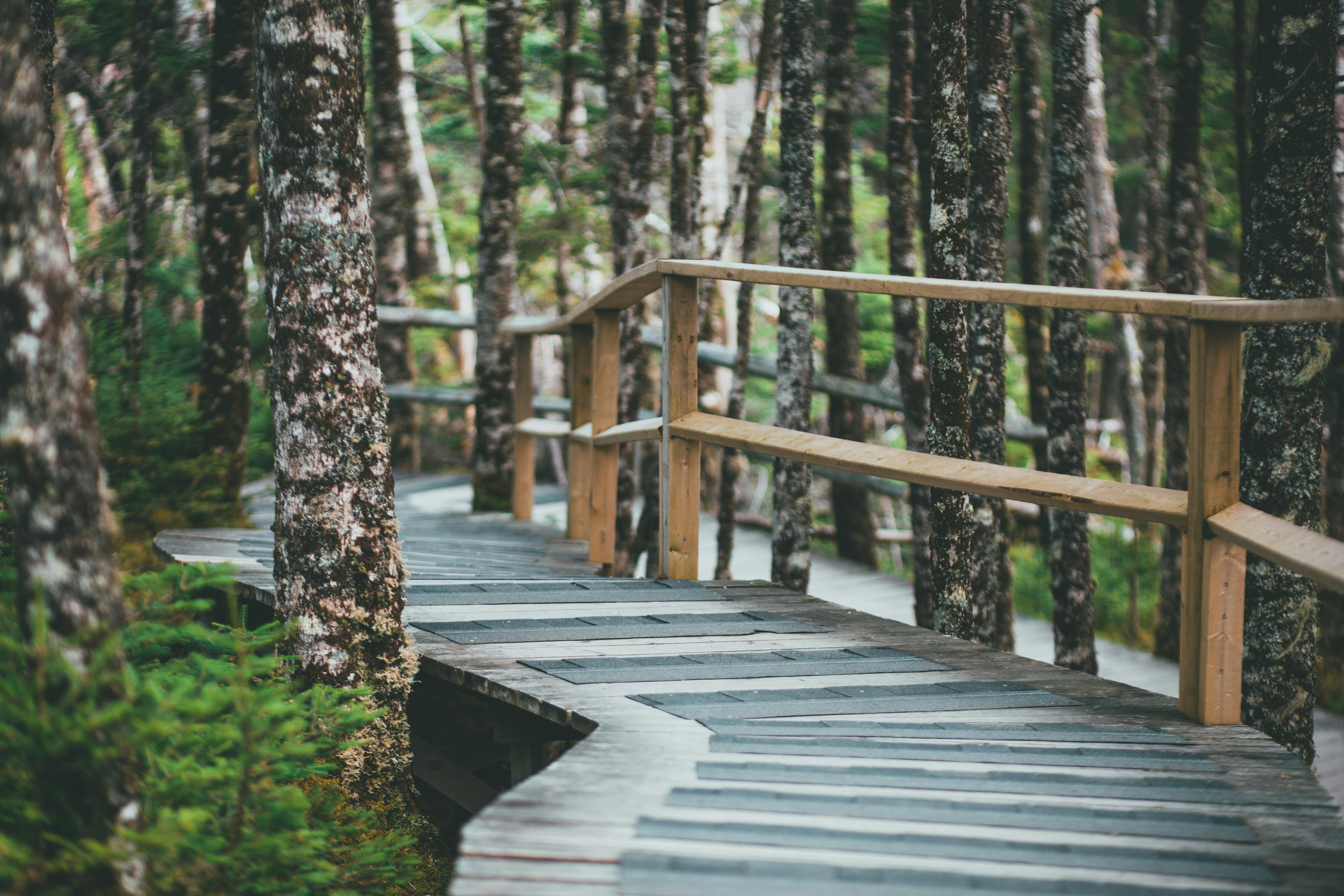 A Wooden Bridge Between Tree Trunks · Free Stock Photo
