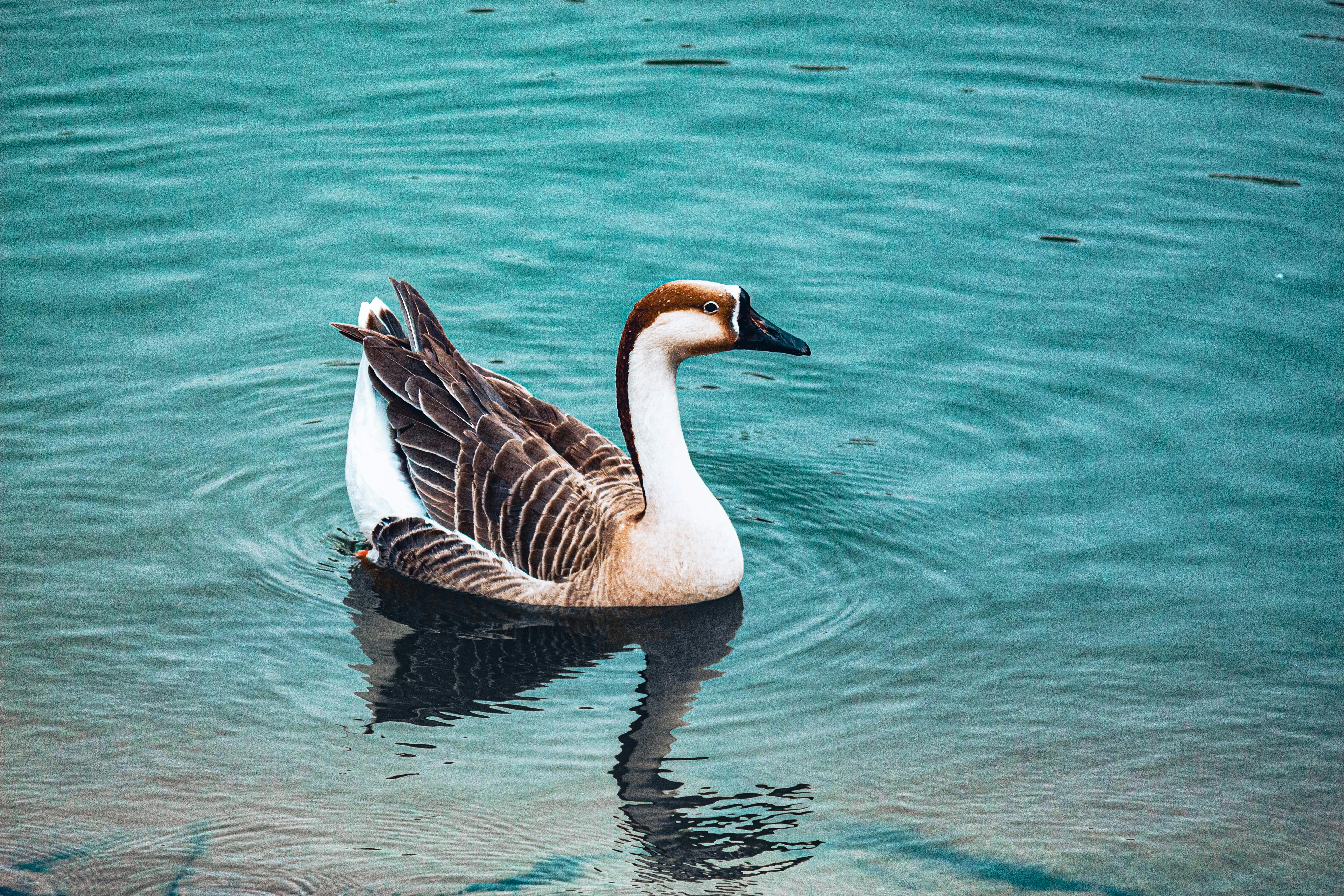 Chinese Goose on Water · Free Stock Photo