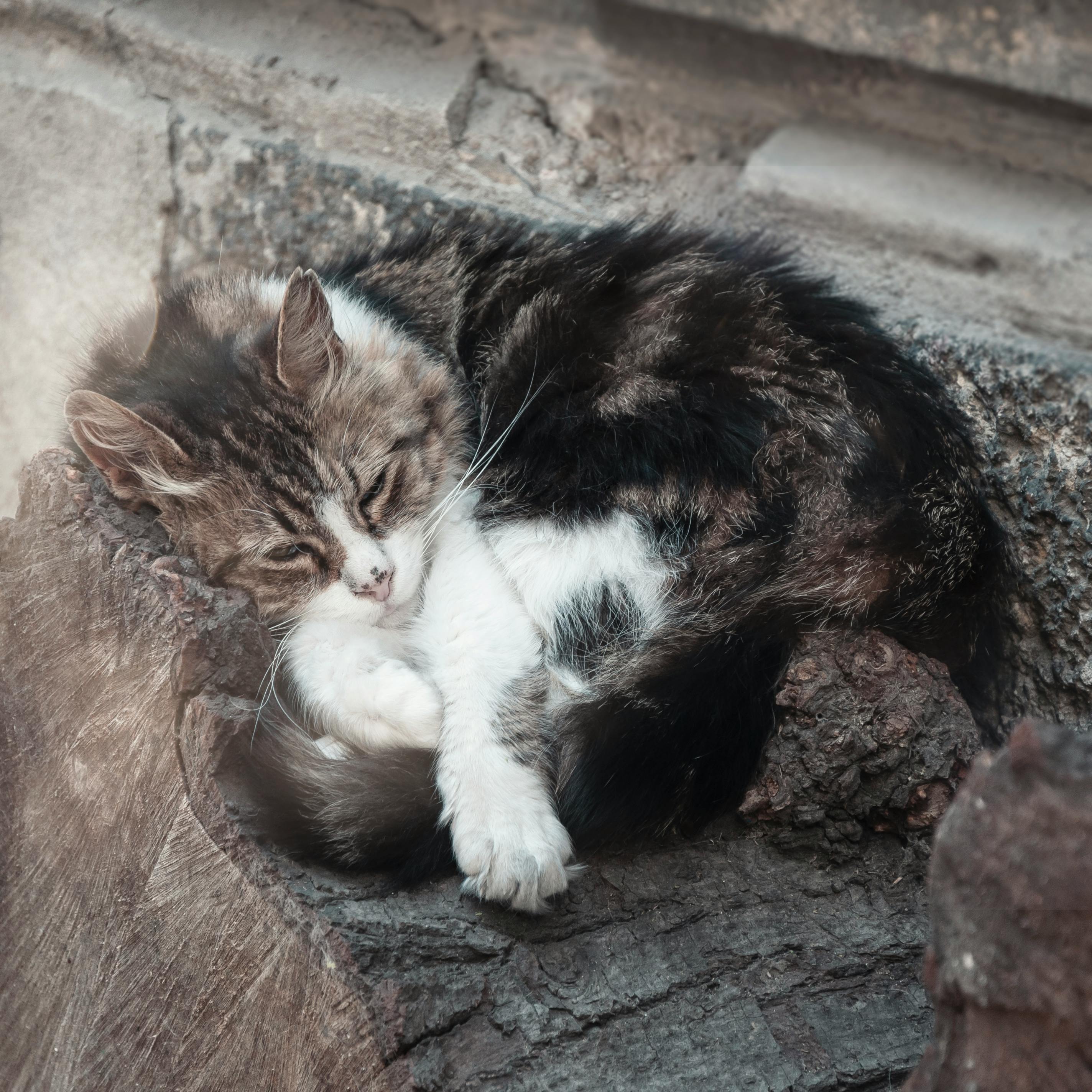 animals 25 Photos & Videos Collected by Ahmed Mulla