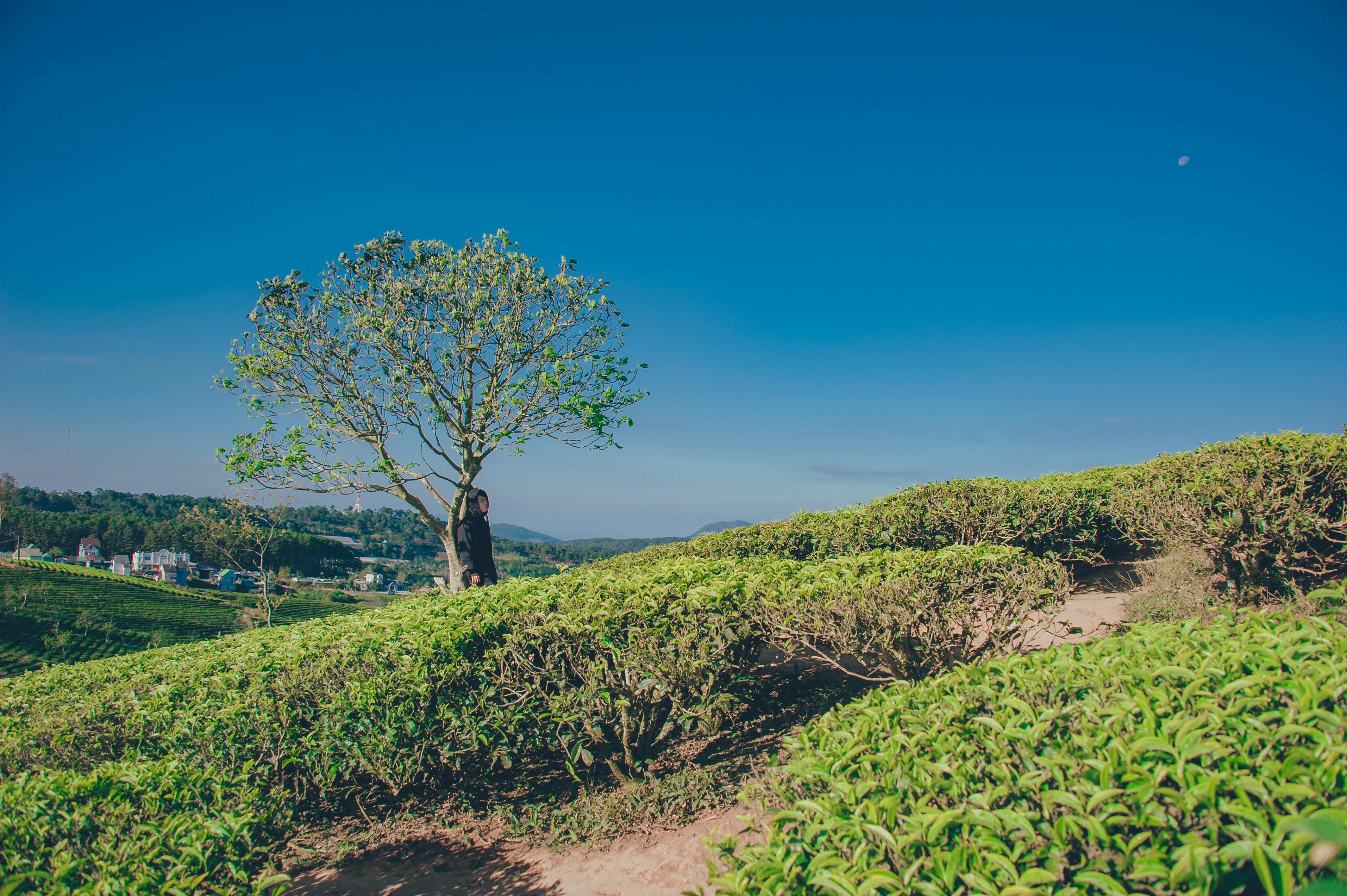 Landscape Photography of Green Tree · Free Stock Photo