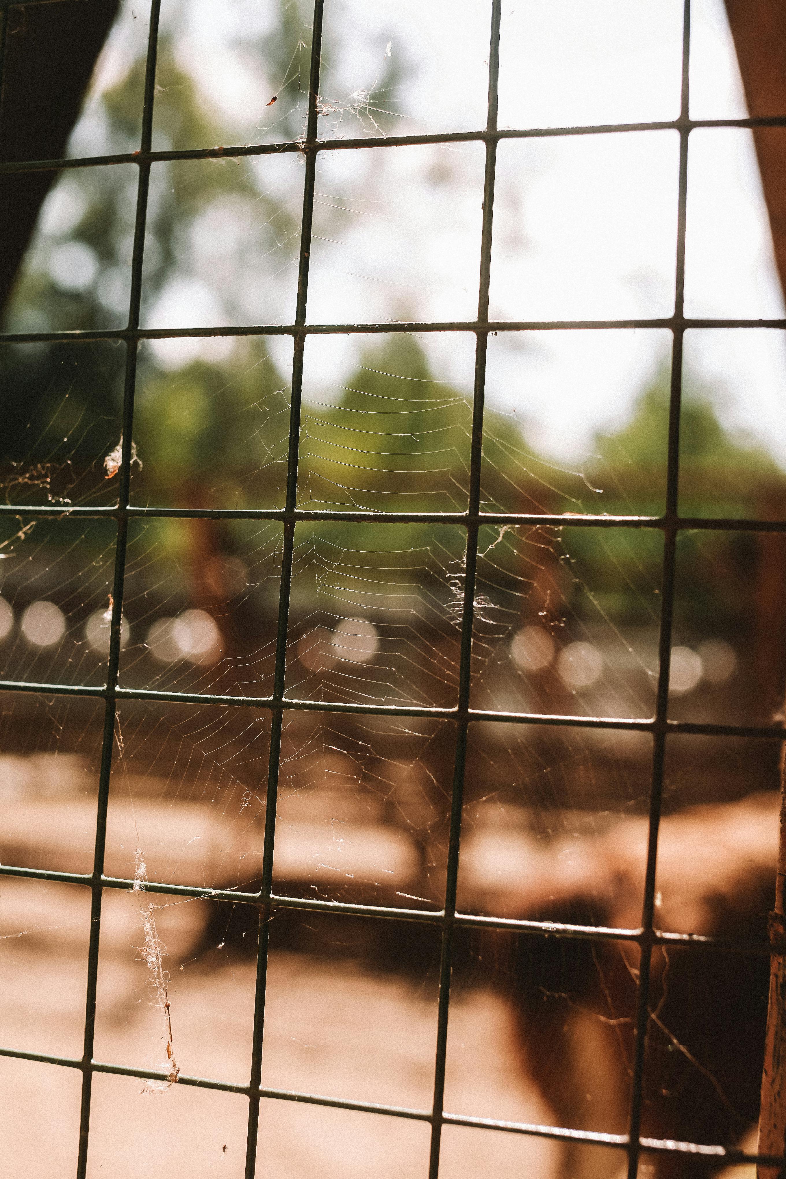 519+ Best Free Cobwebs Stock Photos & Images · 100% Royalty-Free HD ...