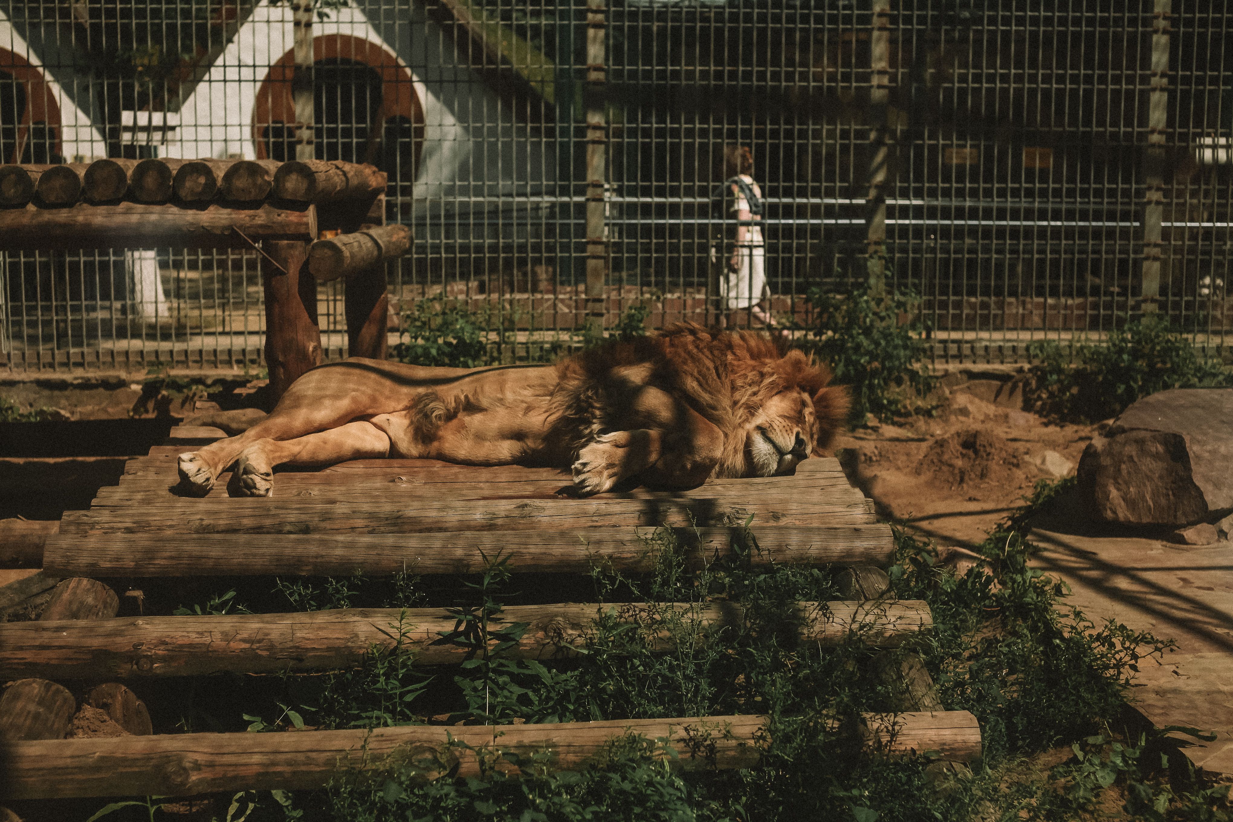 Lion Cage Photos, Download The BEST Free Lion Cage Stock Photos & HD Images