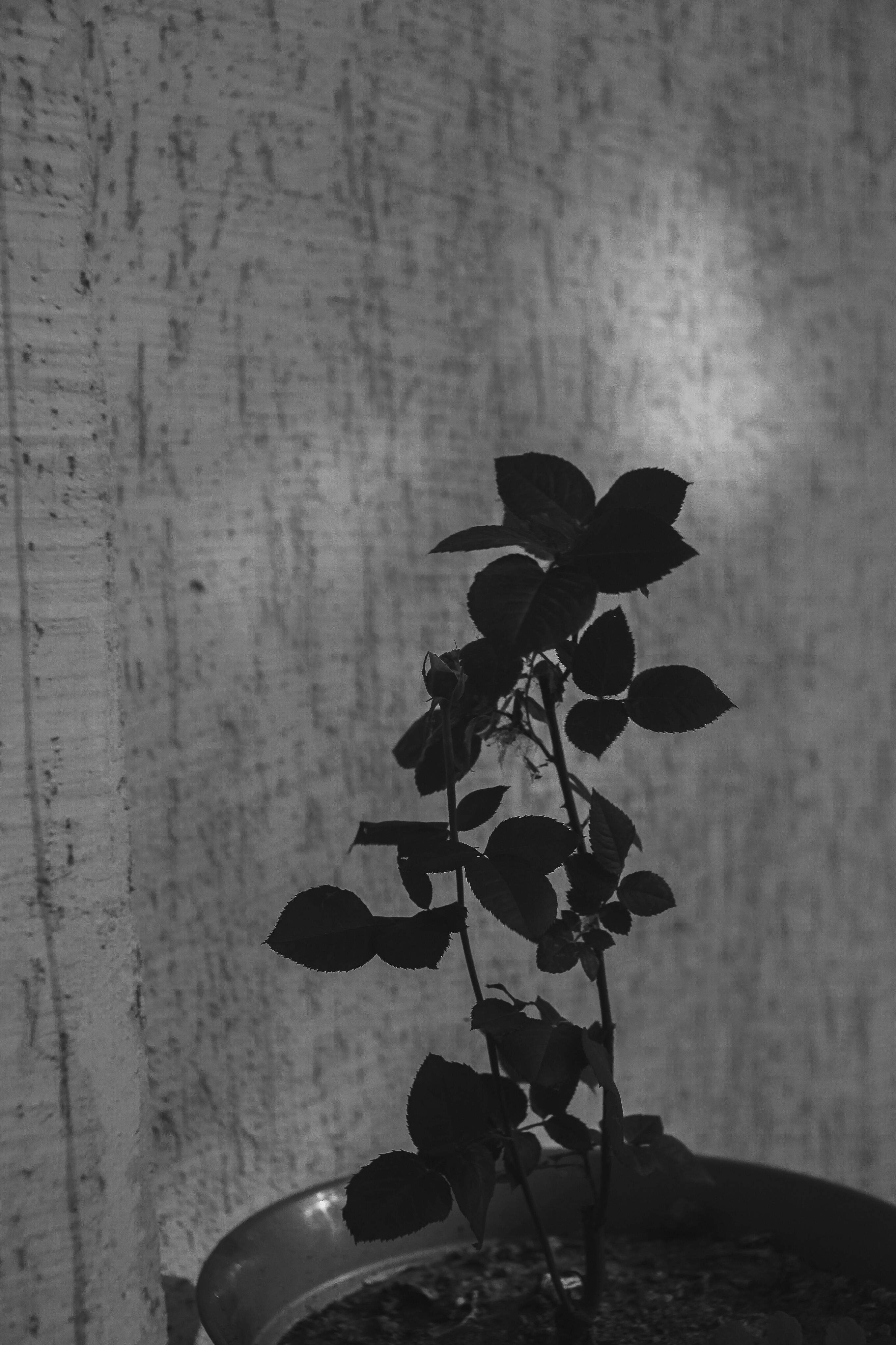 Grayscale Photo of a Plant · Free Stock Photo
