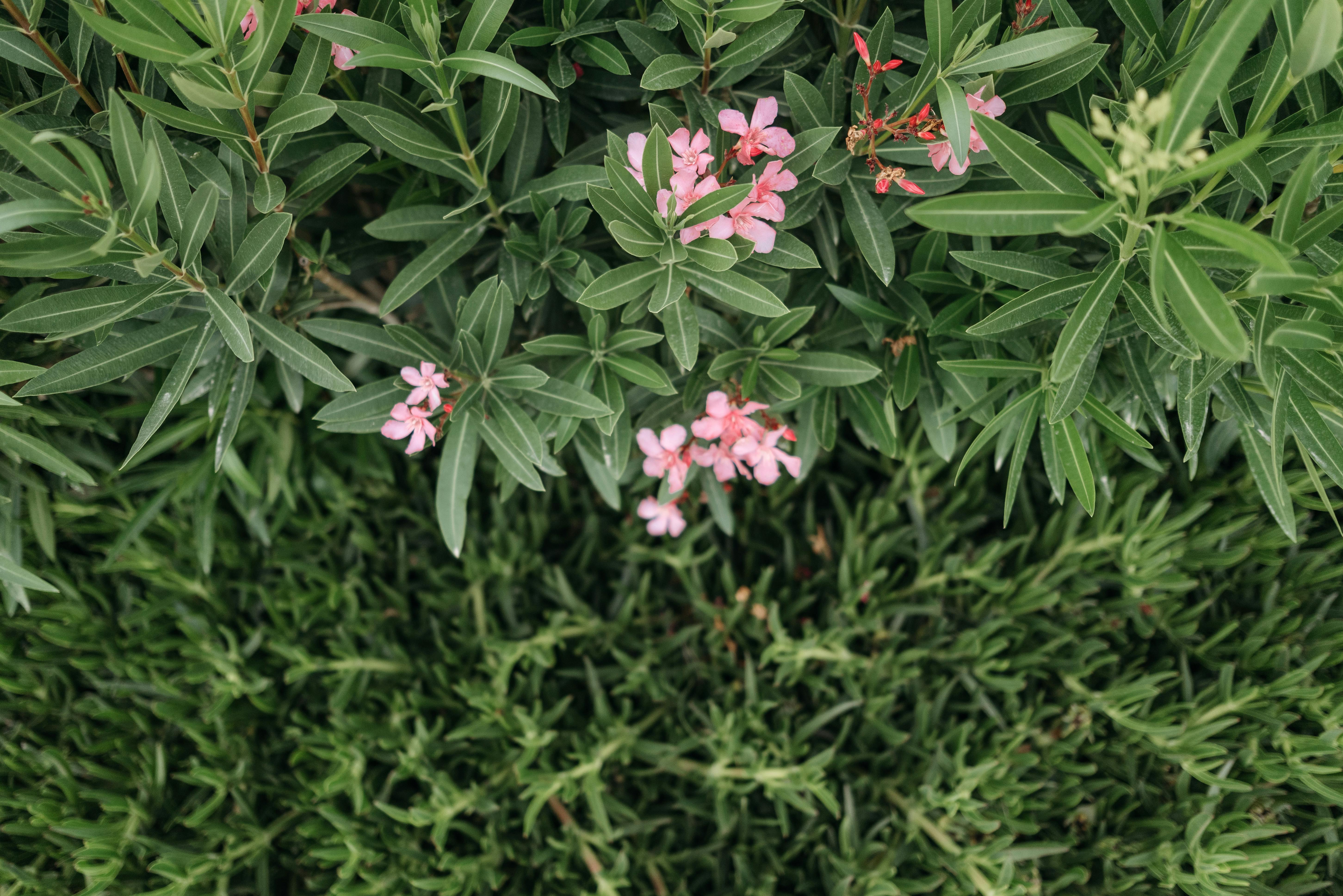 Man Smelling Flowers on a Bush · Free Stock Photo