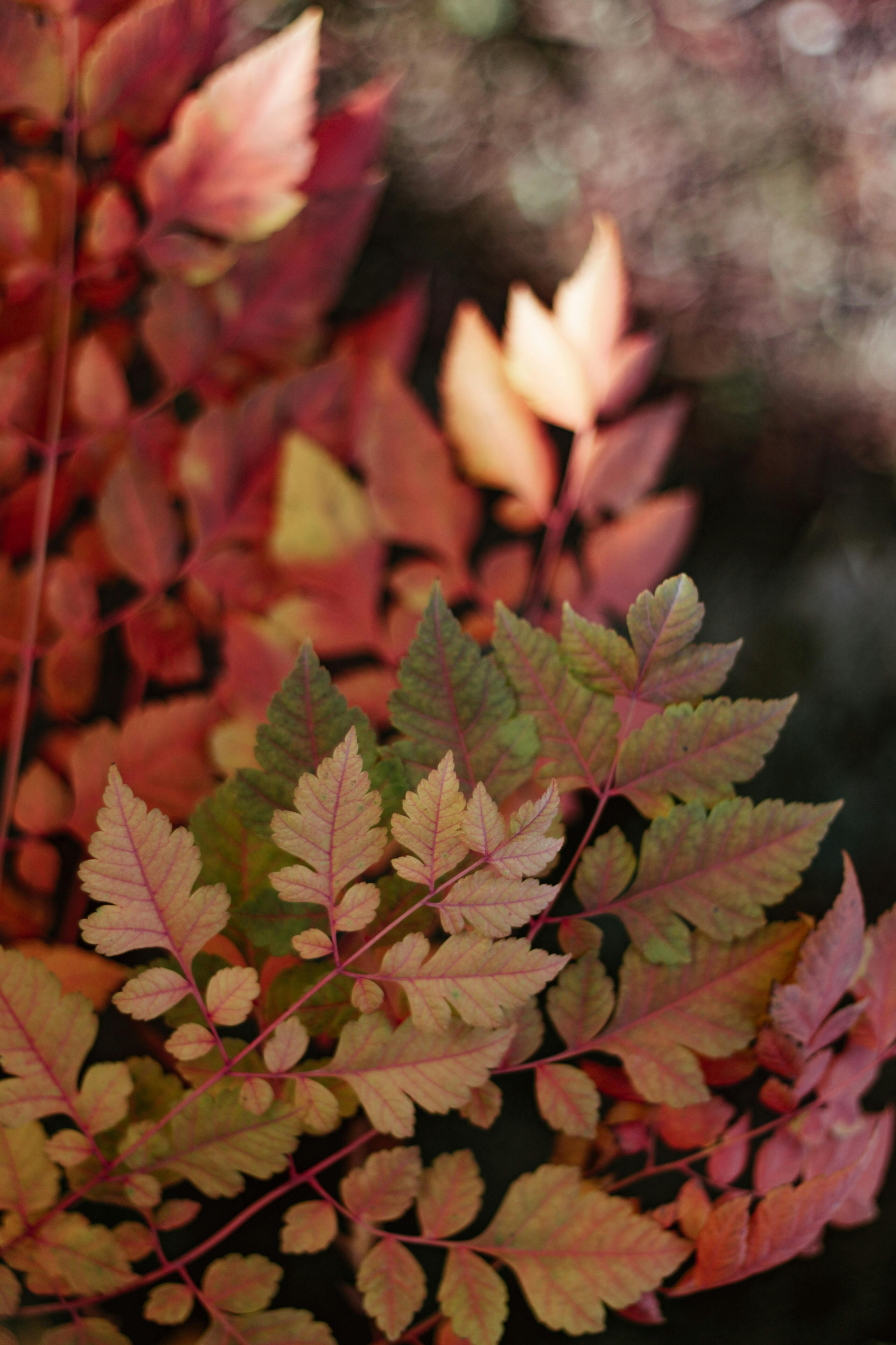 Red and Green Leaves in Tilt Shift Lens · Free Stock Photo