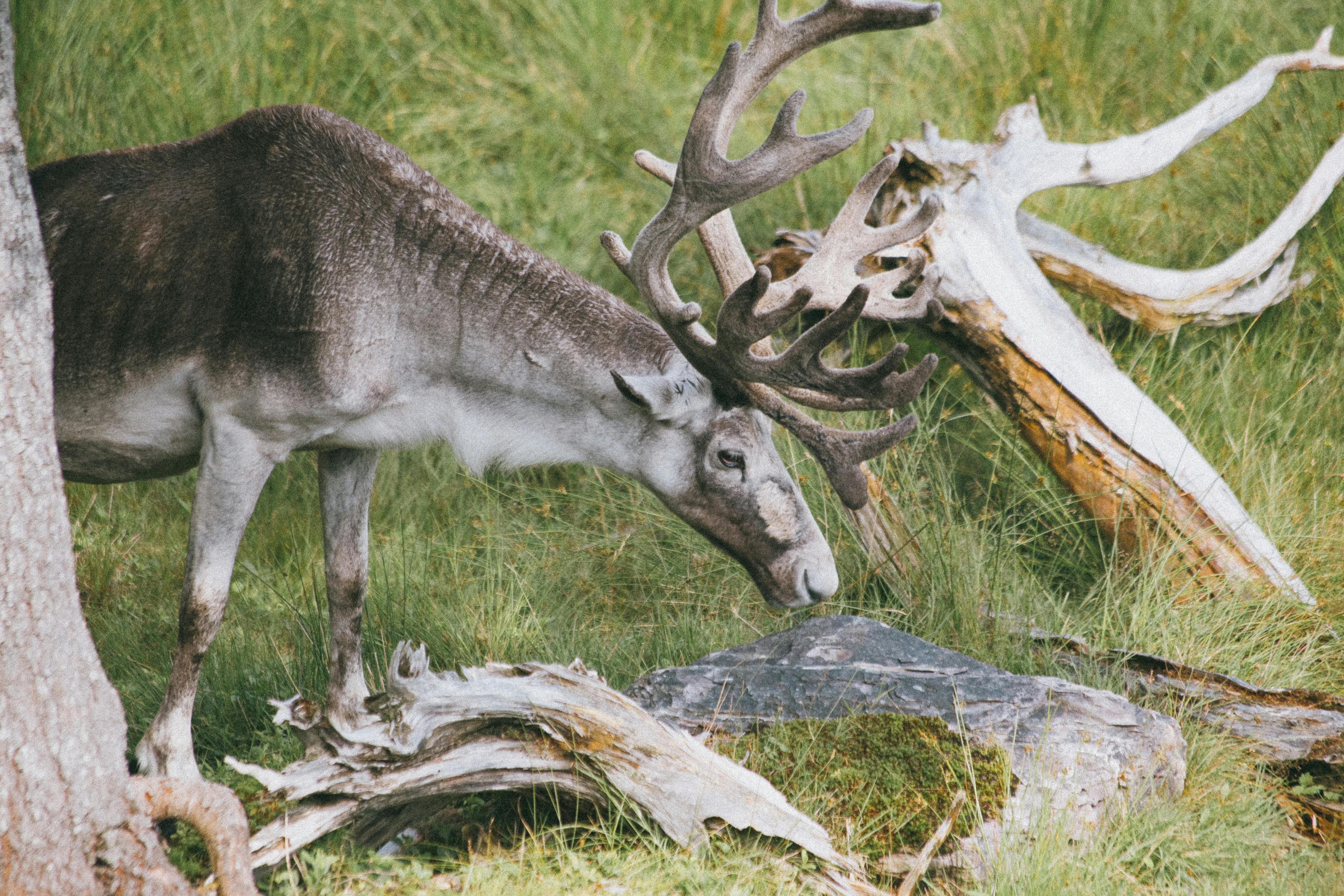 Grey Reindeer in a Meadow · Free Stock Photo