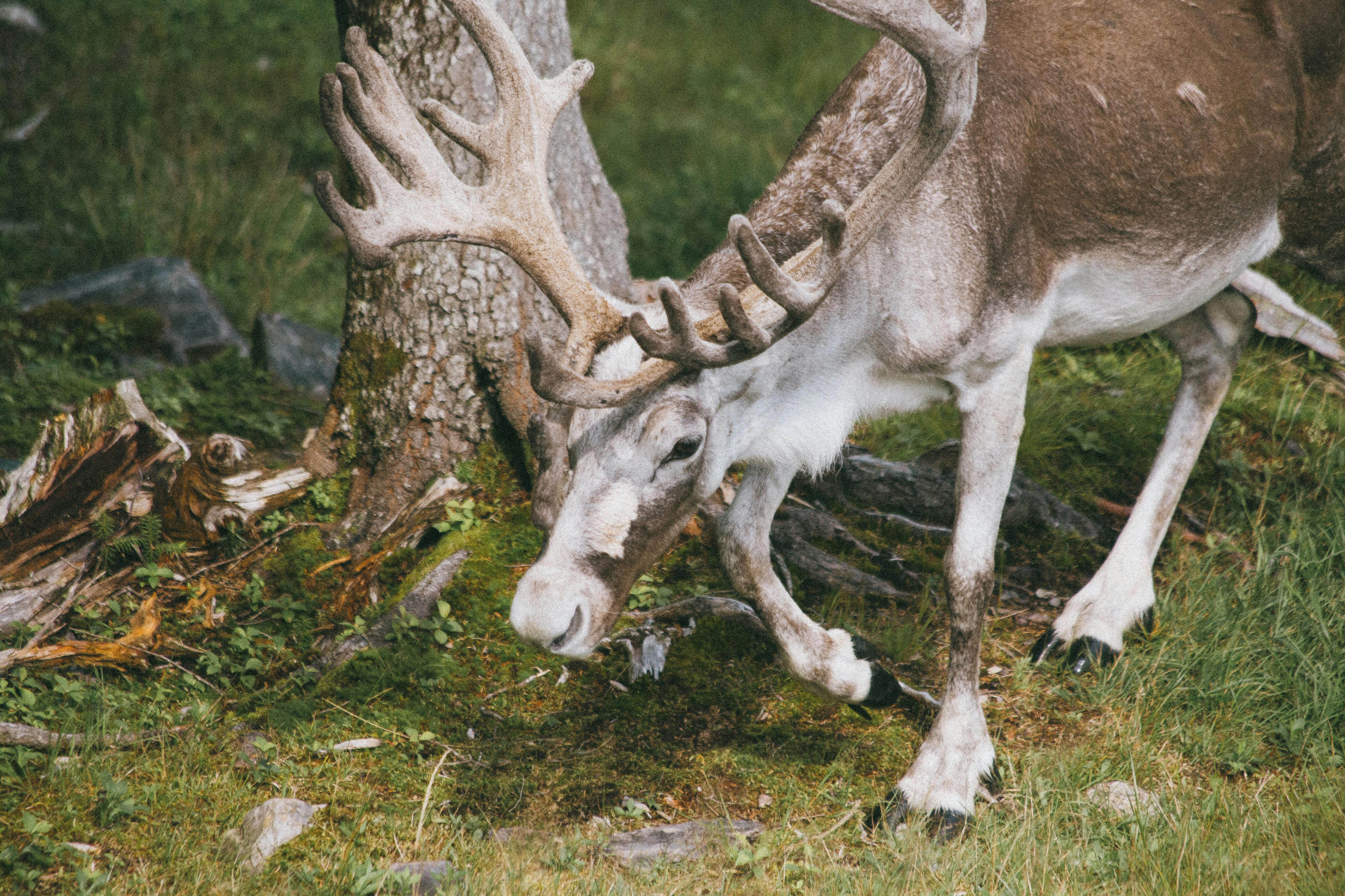 Lonely deer behind coniferous tree with bare branches · Free Stock Photo