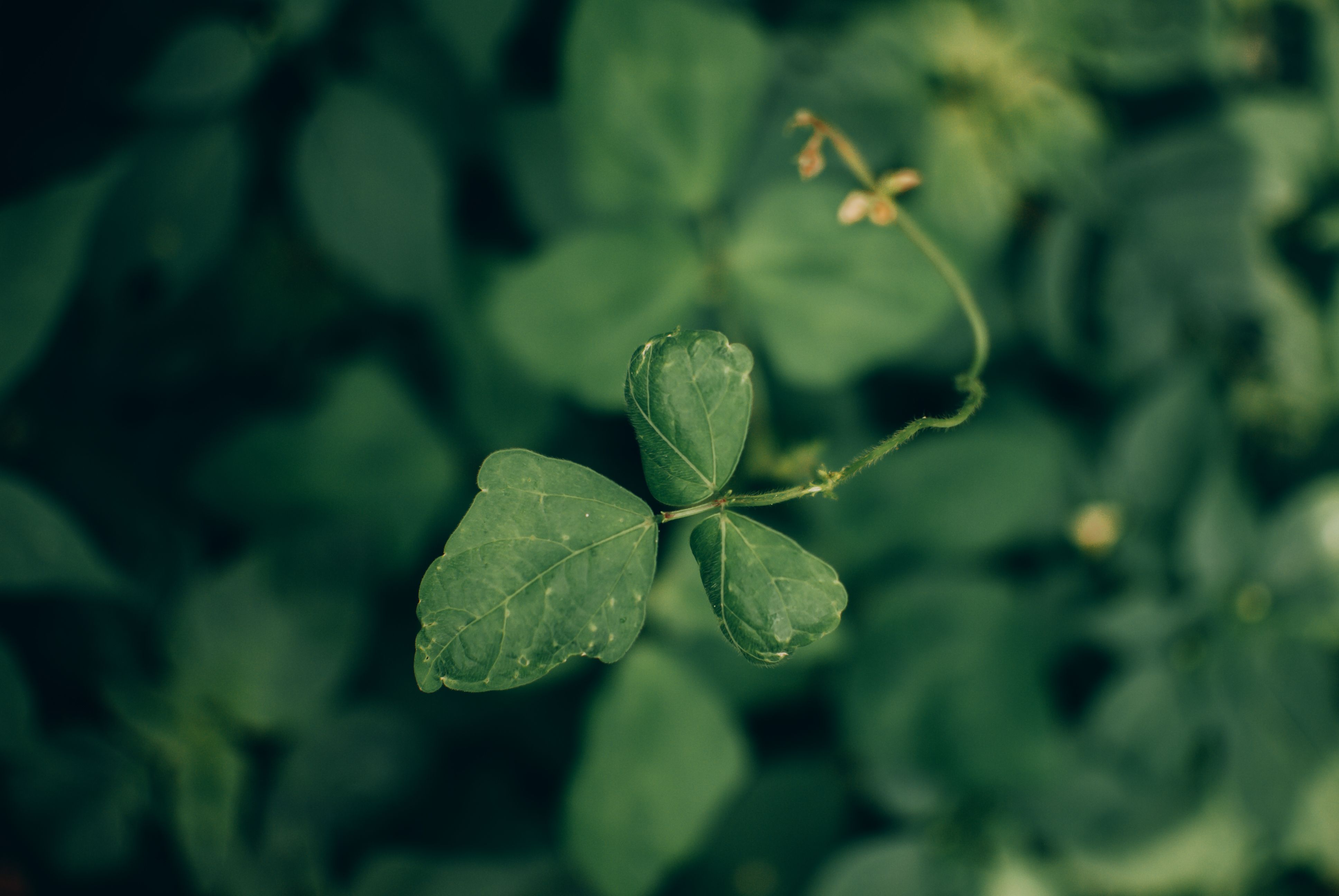 Macro Photography Of Plant · Free Stock Photo
