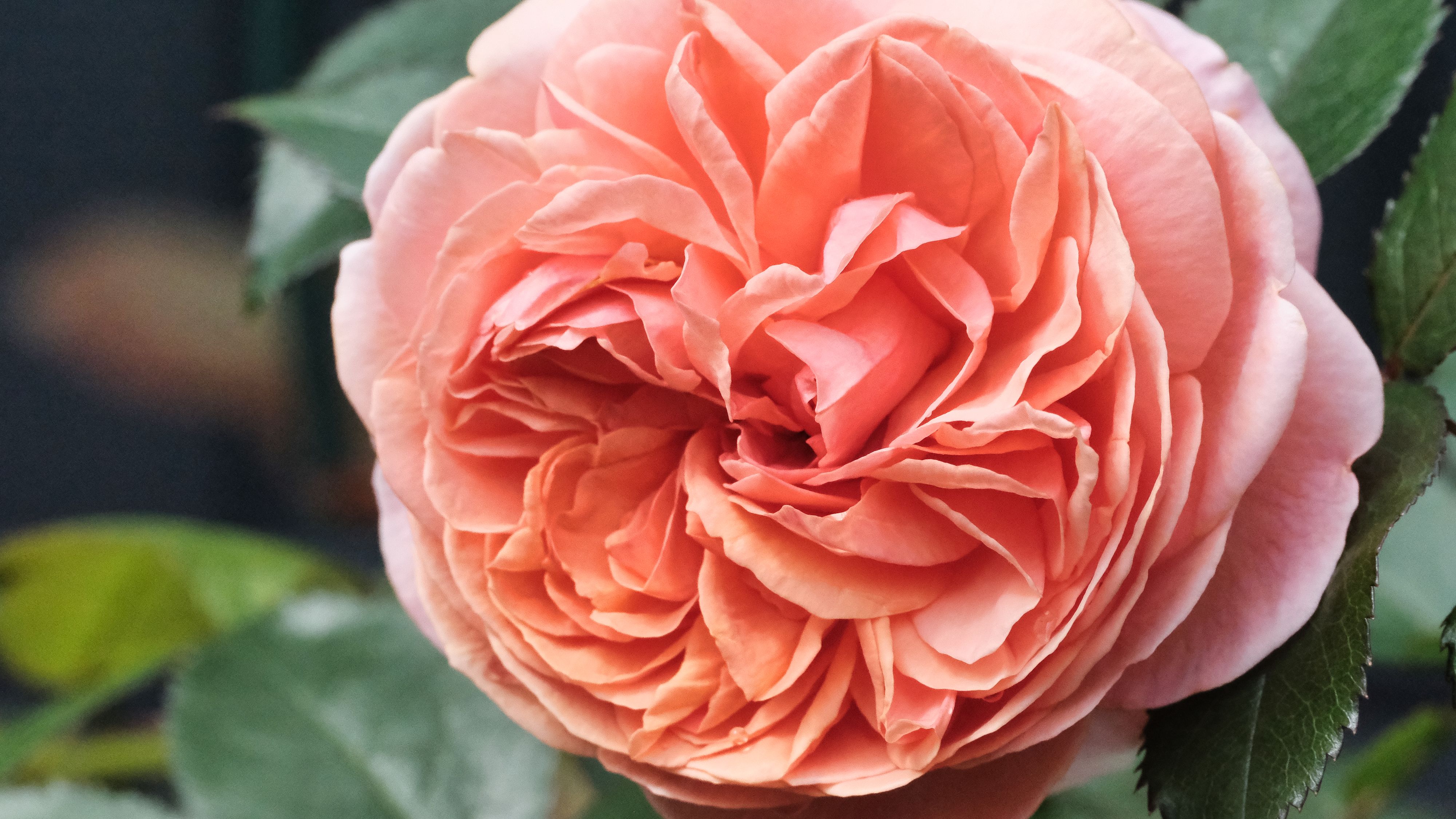 Close Up Photo of Blooming Pink Flower · Free Stock Photo