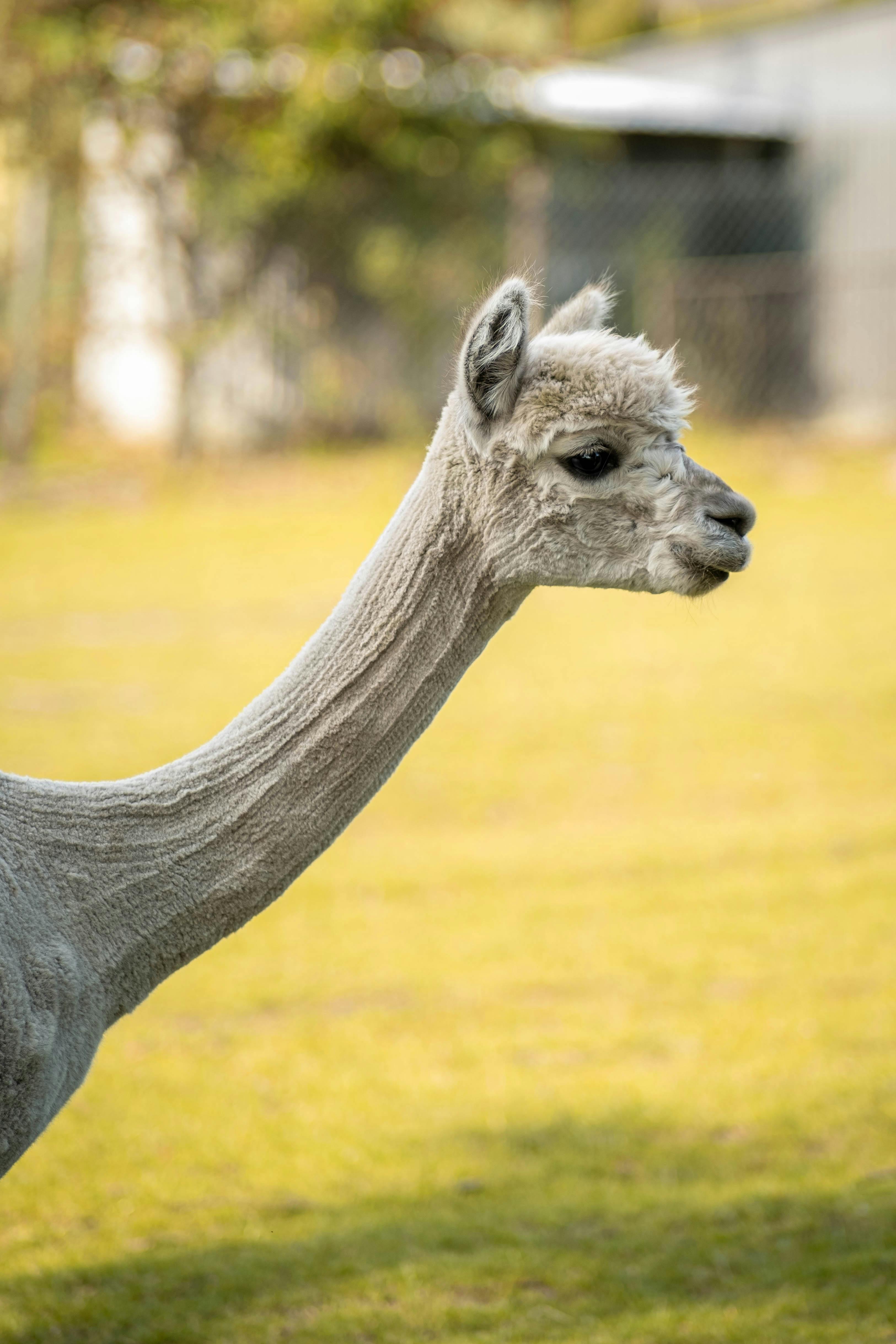 Close-Up Shot of a Llama · Free Stock Photo