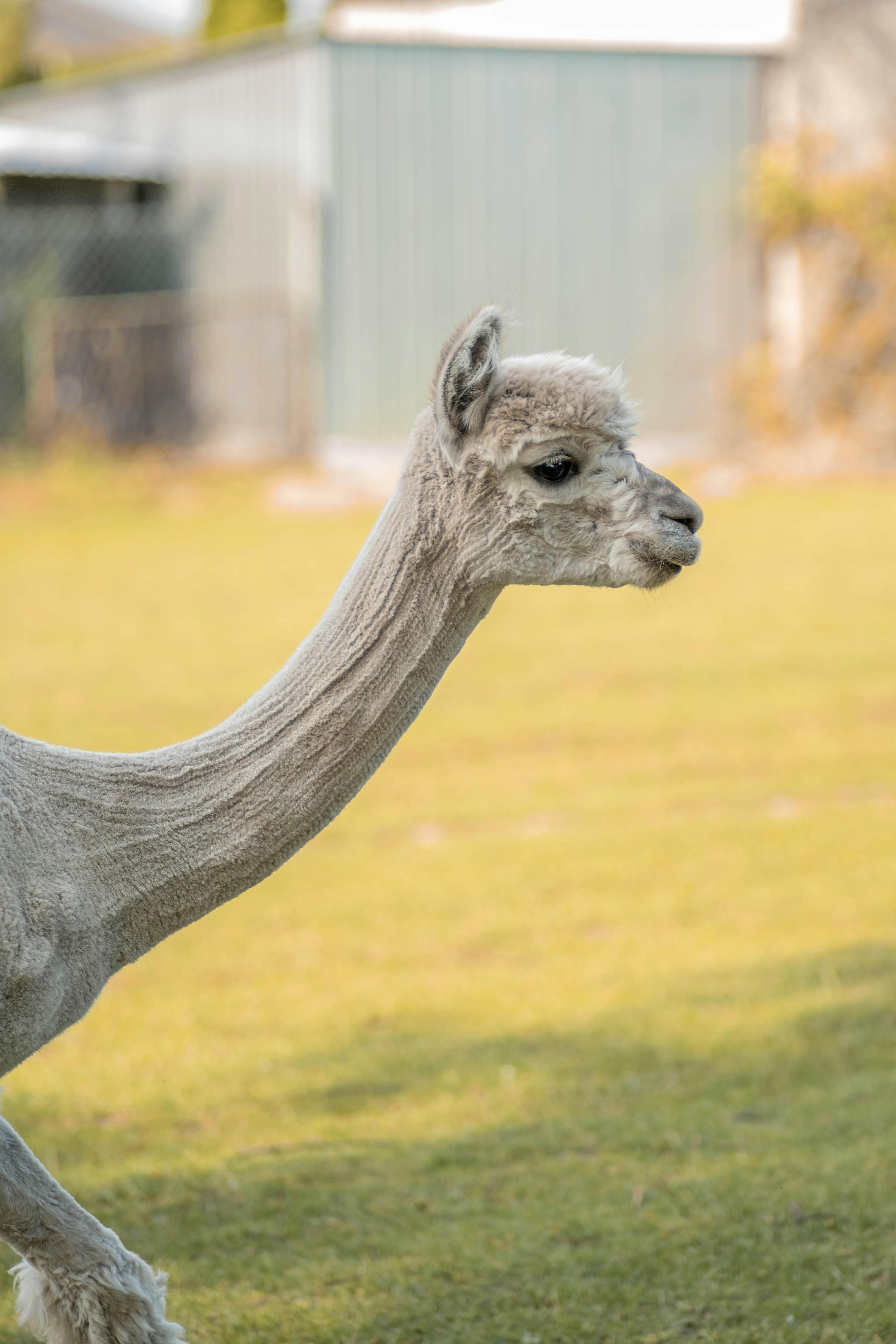 Shaved Llama's Neck · Free Stock Photo
