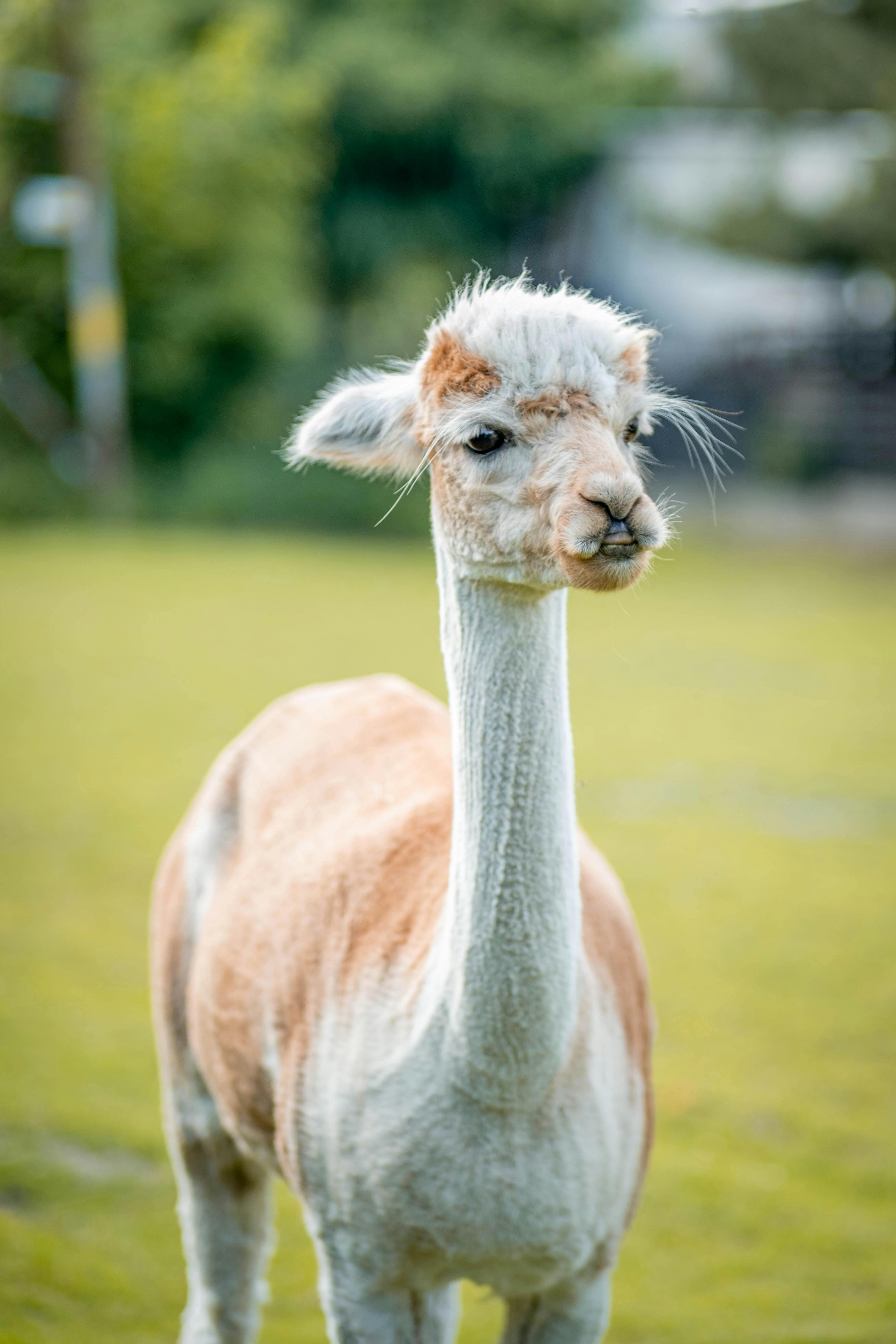 Shaved Llama's Neck · Free Stock Photo
