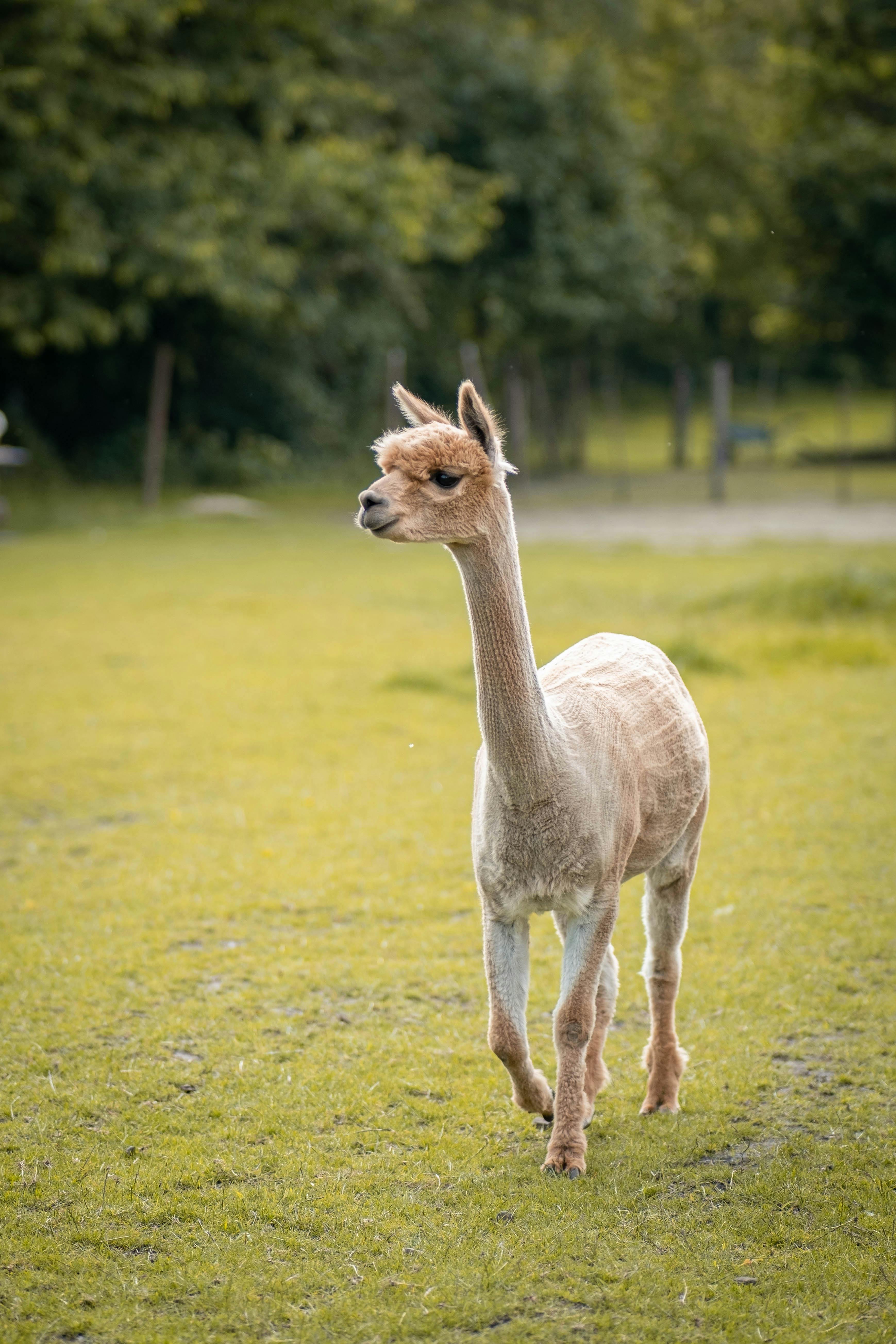Shaved Llama walking on Grass · Free Stock Photo