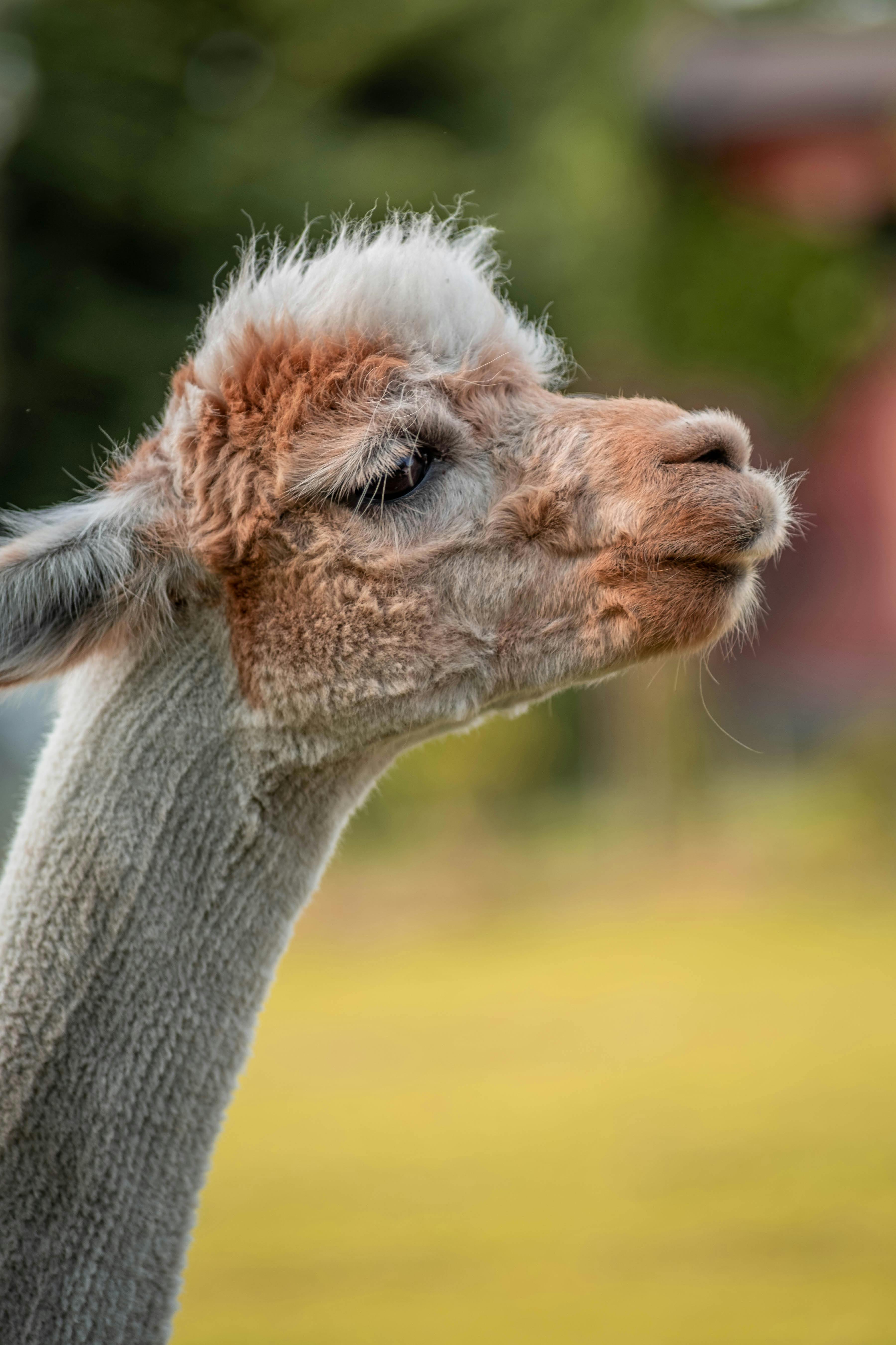 Close-up Photo of Llama's Head · Free Stock Photo