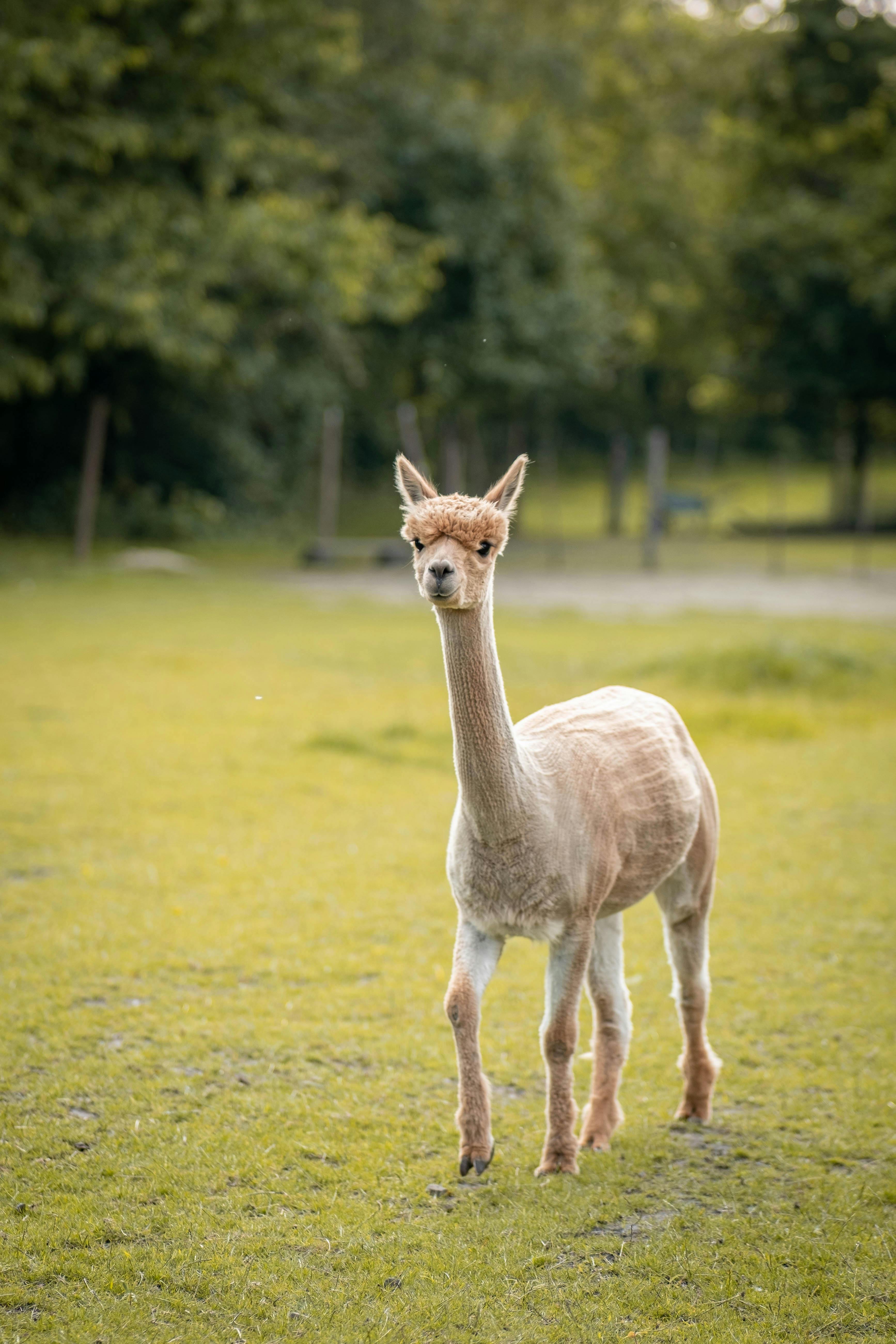 Shaved Llama walking on Grass · Free Stock Photo