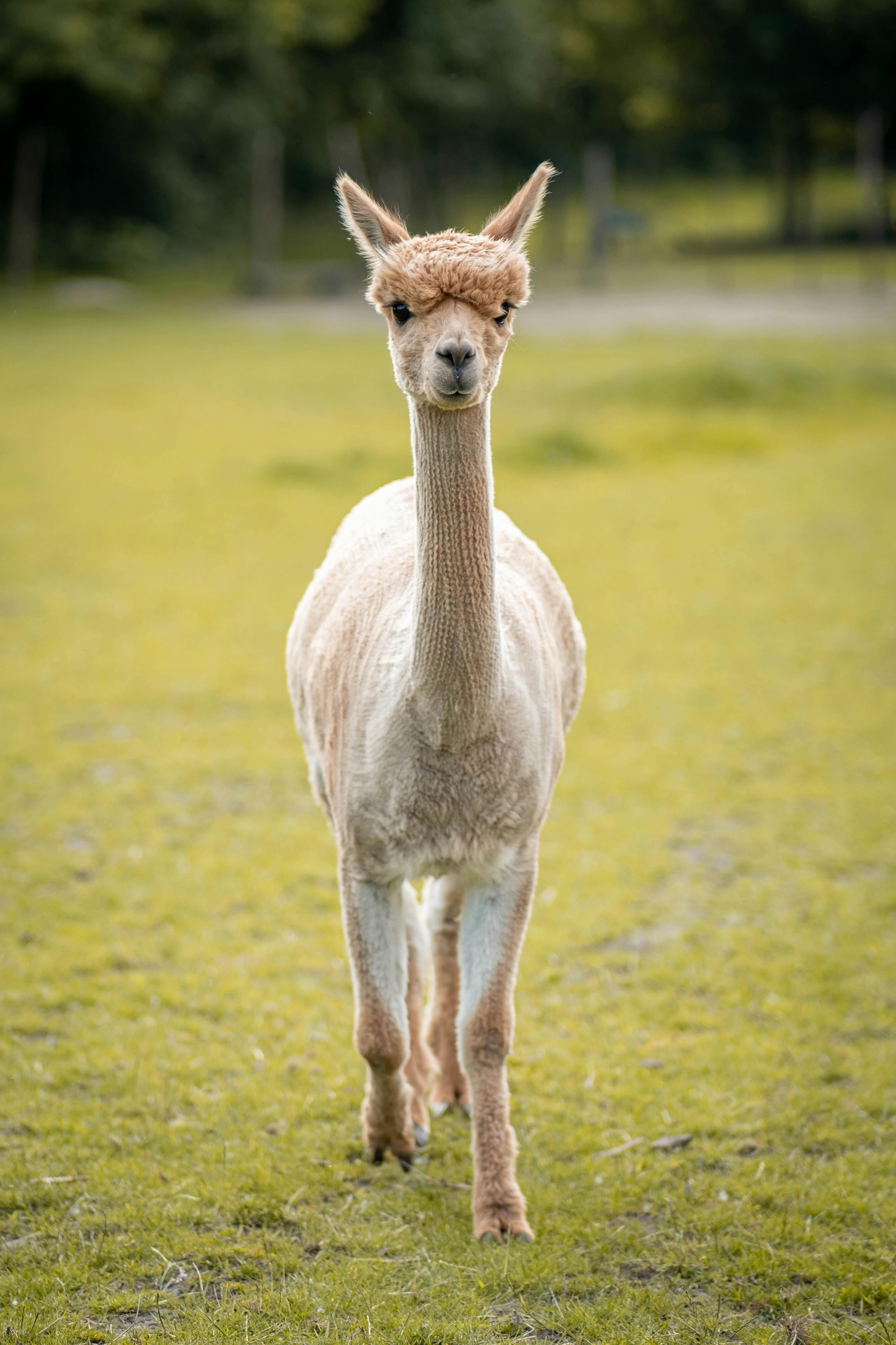 Shaved Llama walking on Grass · Free Stock Photo