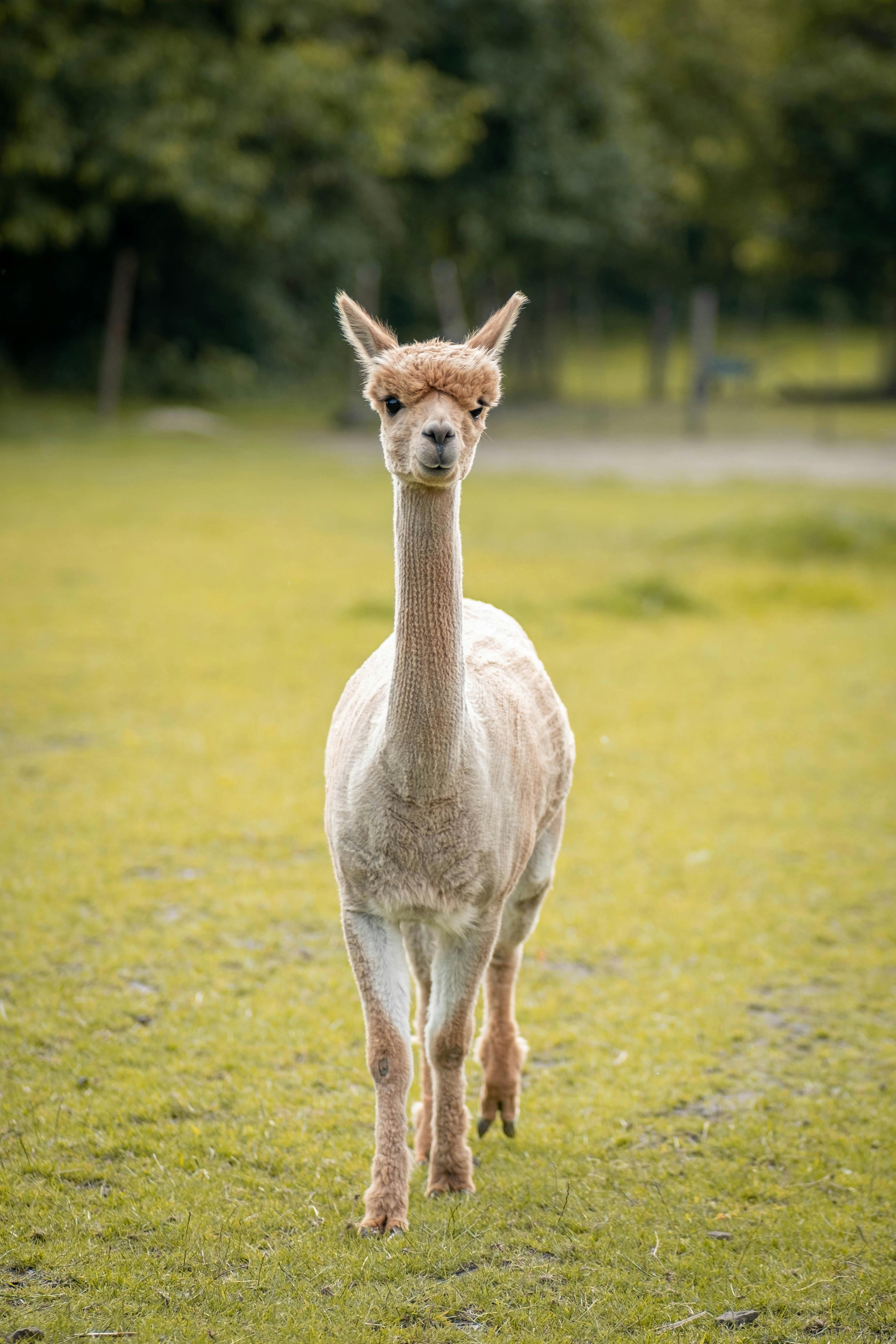 Shaved Llama walking on Grass · Free Stock Photo