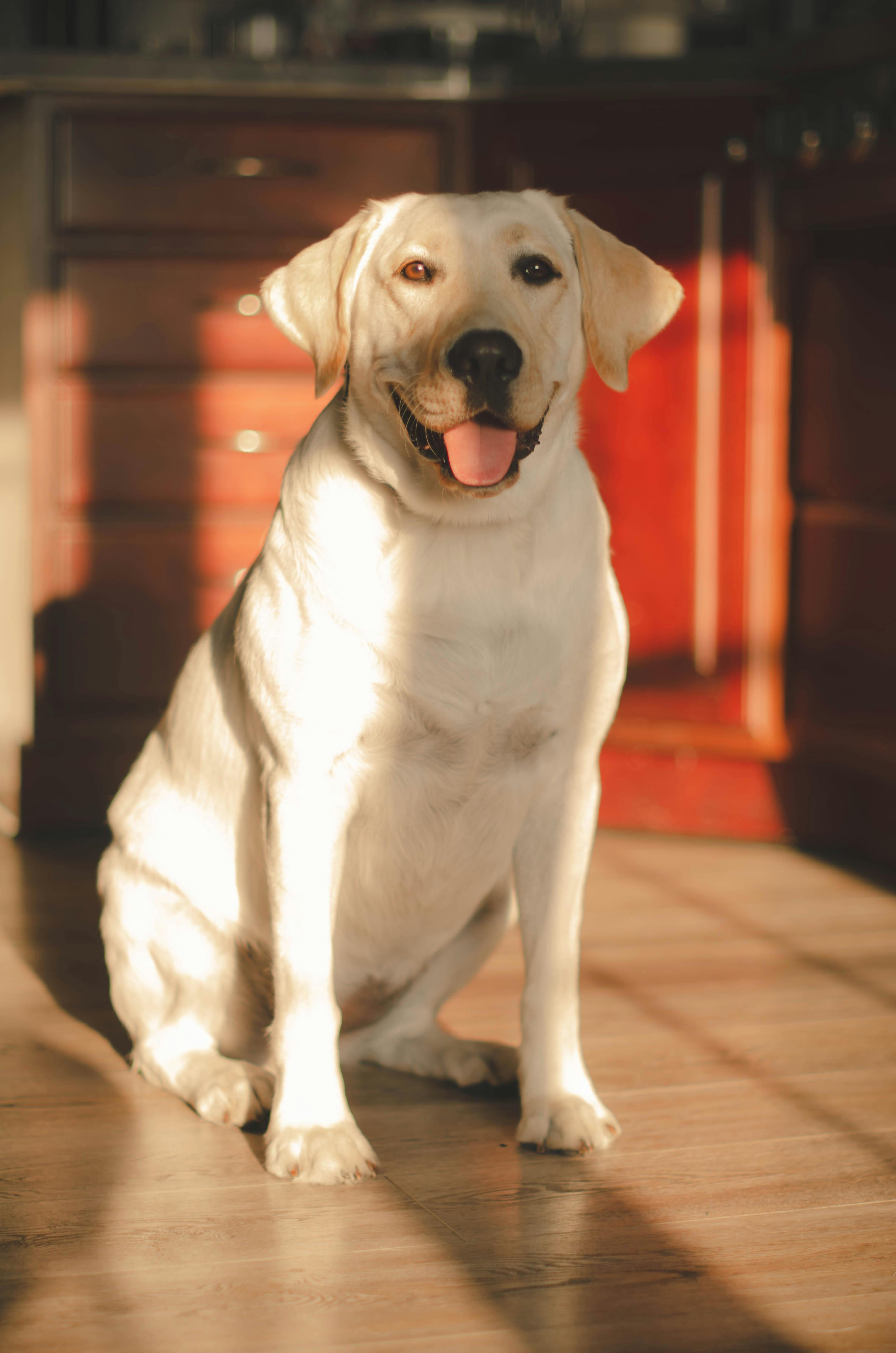 Yellow Labrador Smiling Photos, Download The BEST Free Yellow Labrador ...