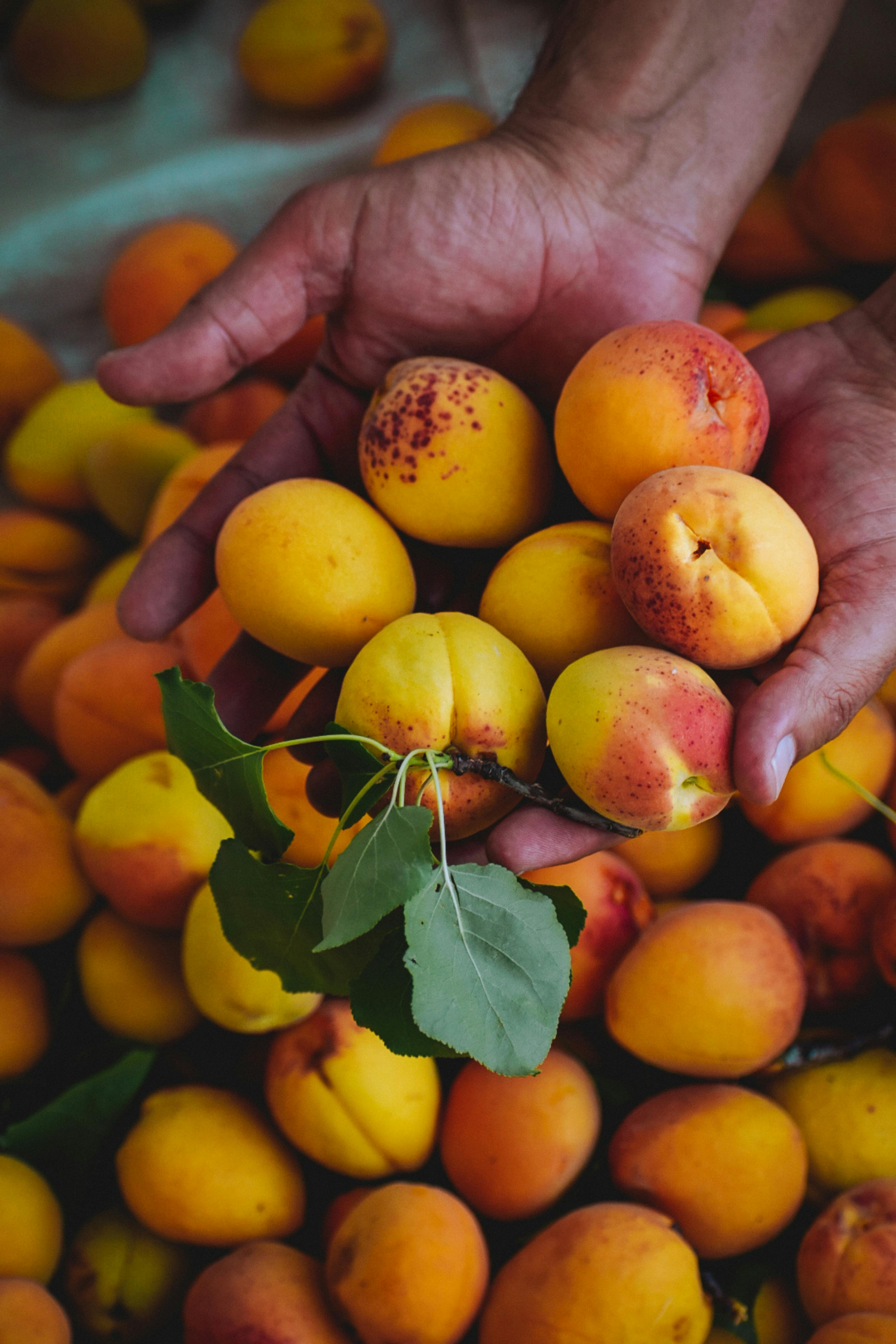 Hand Grabbing Fruit · Free Stock Photo