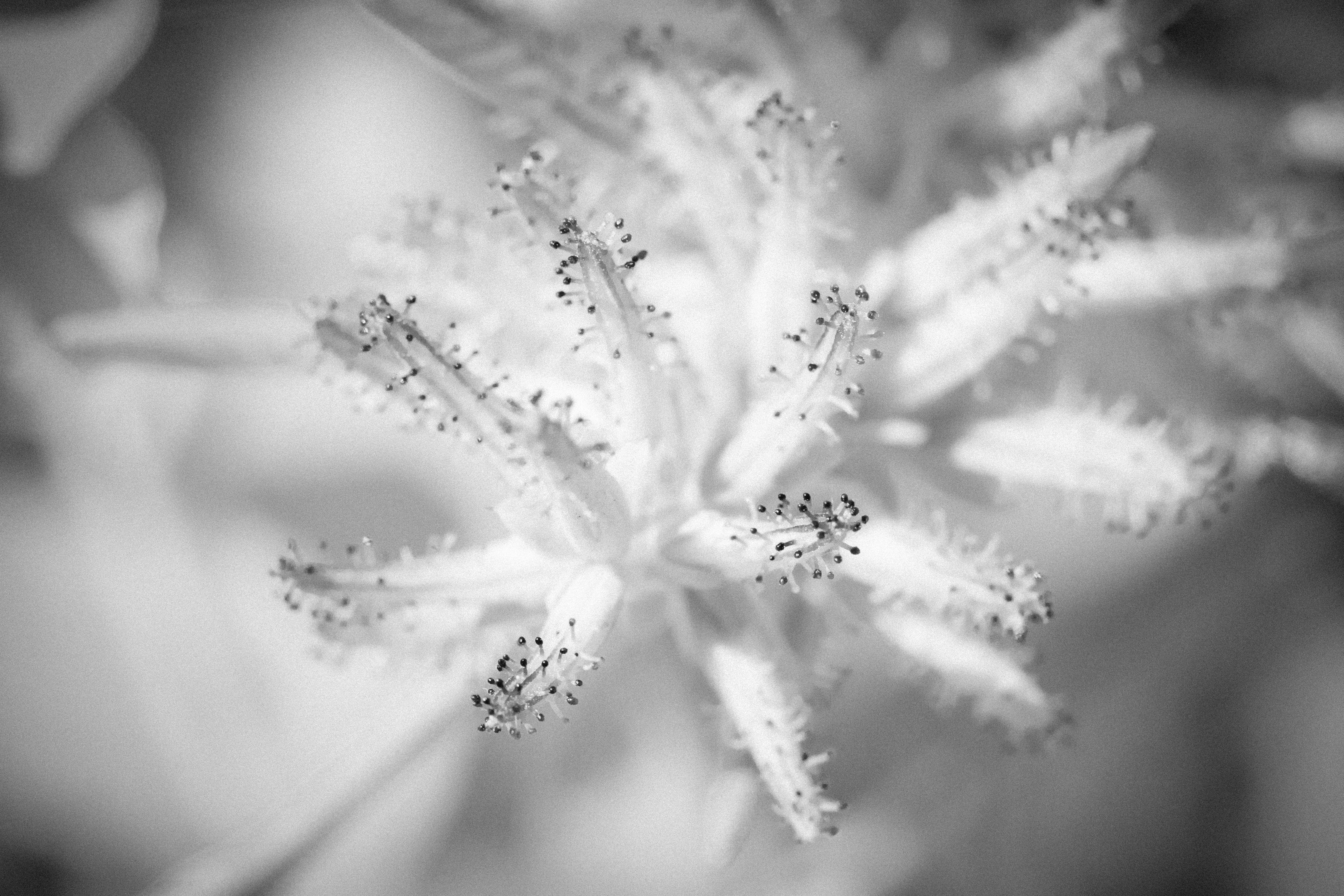 Grayscale Photo of a Flower · Free Stock Photo