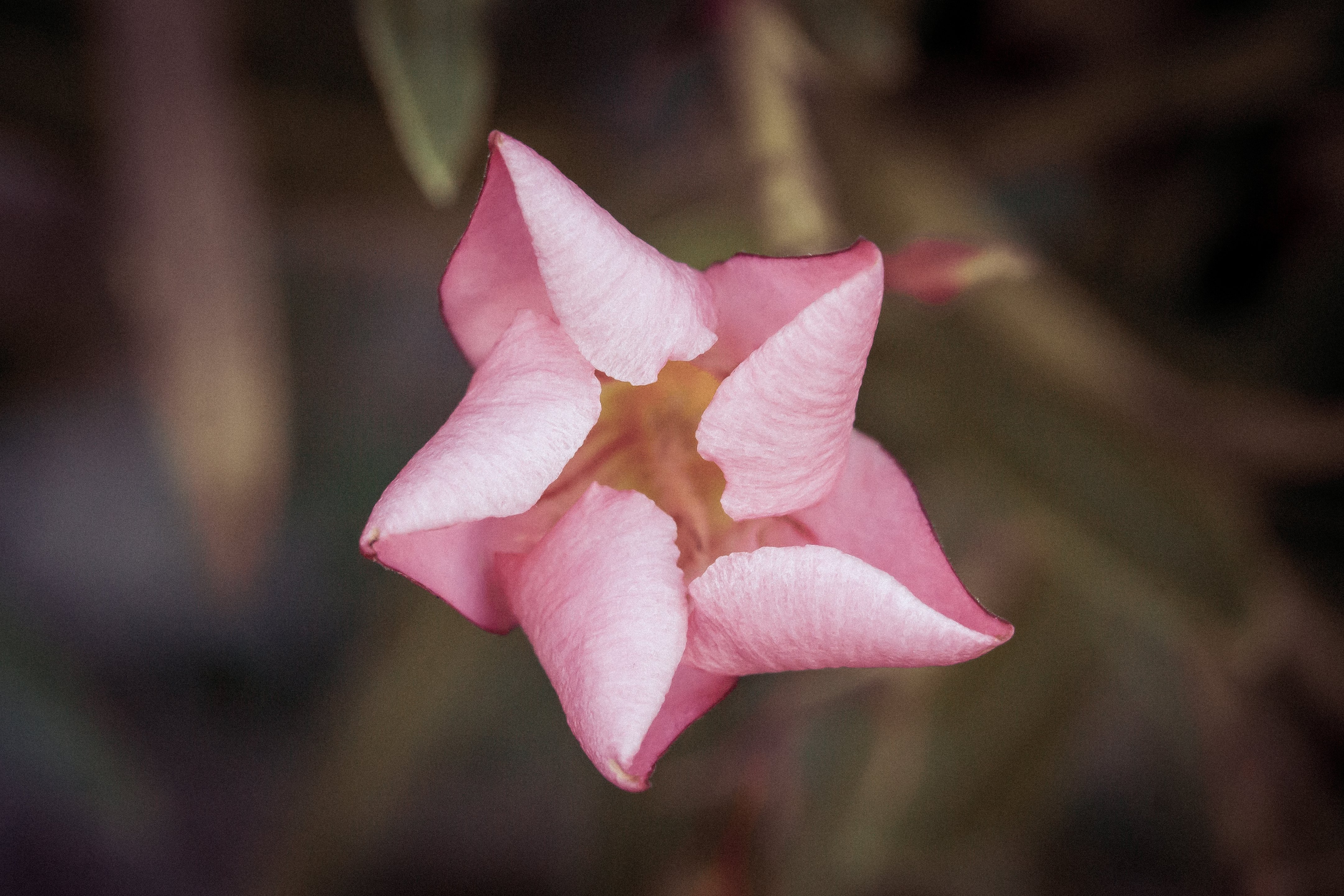 Pink Flower in Close Up Photography · Free Stock Photo