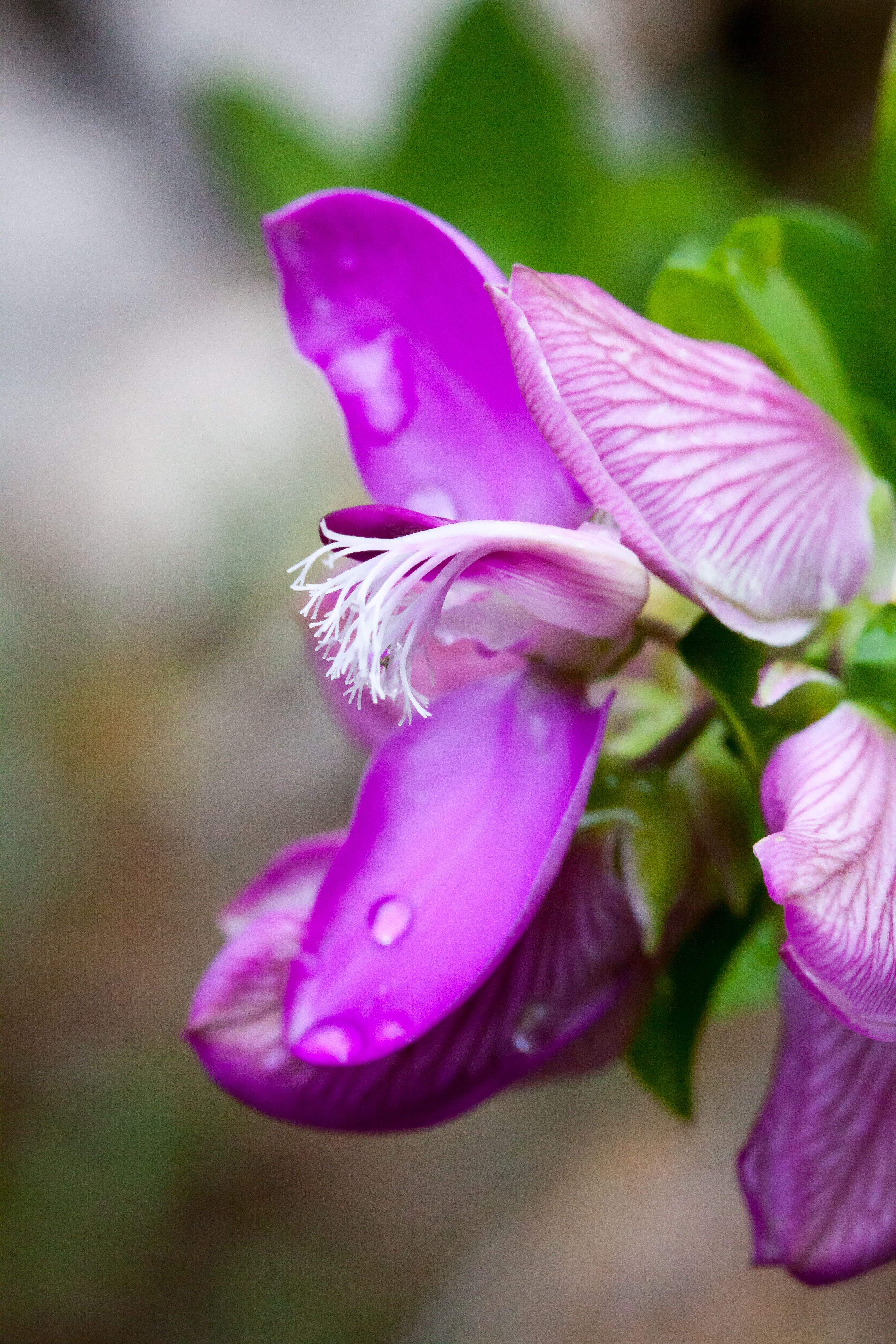 A Close-Up Shot of a Polygala Myrtifolia Flower · Free Stock Photo