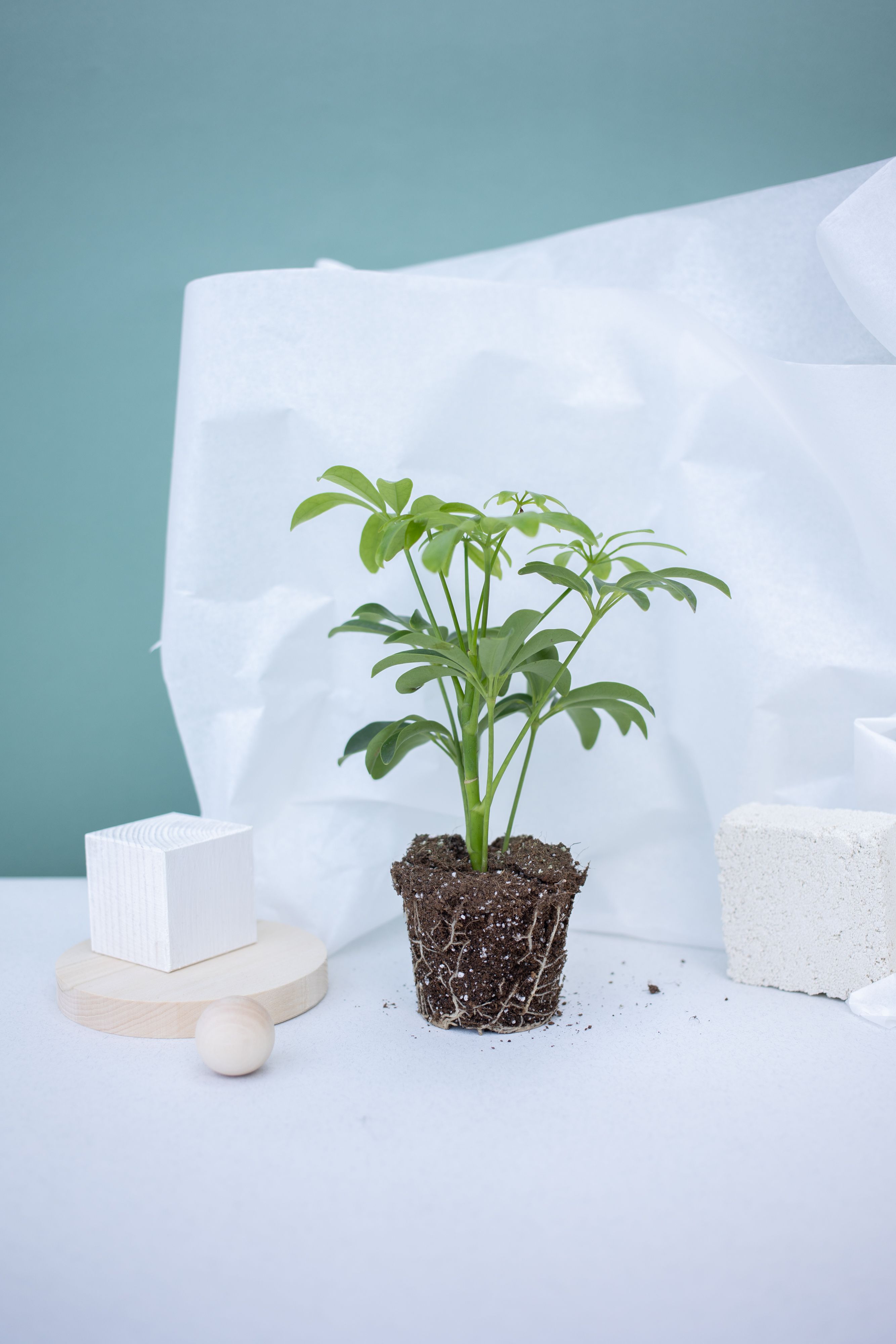 An Unpotted Leafy Green Plant on White Surface · Free Stock Photo