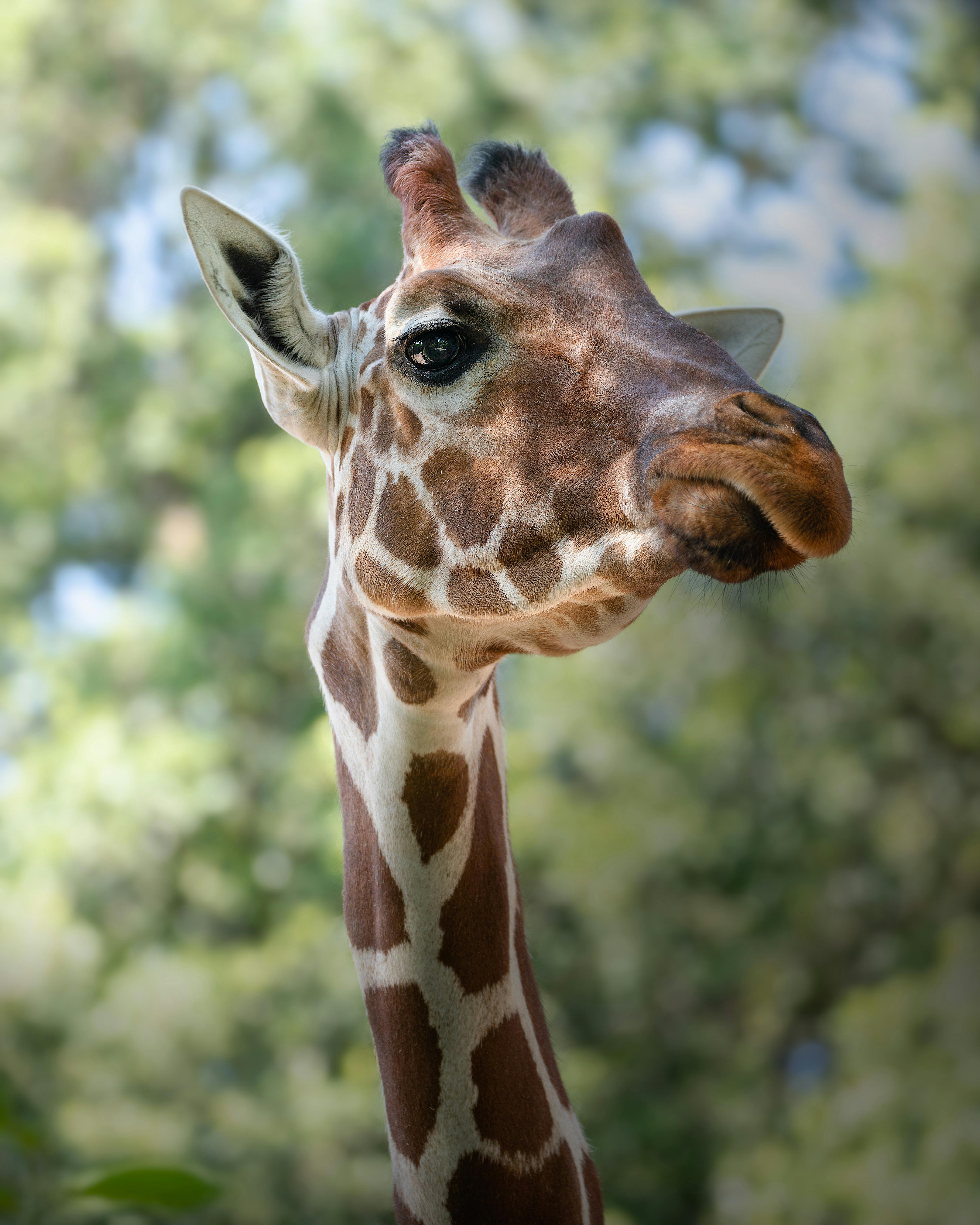 Photograph of Giraffe · Free Stock Photo
