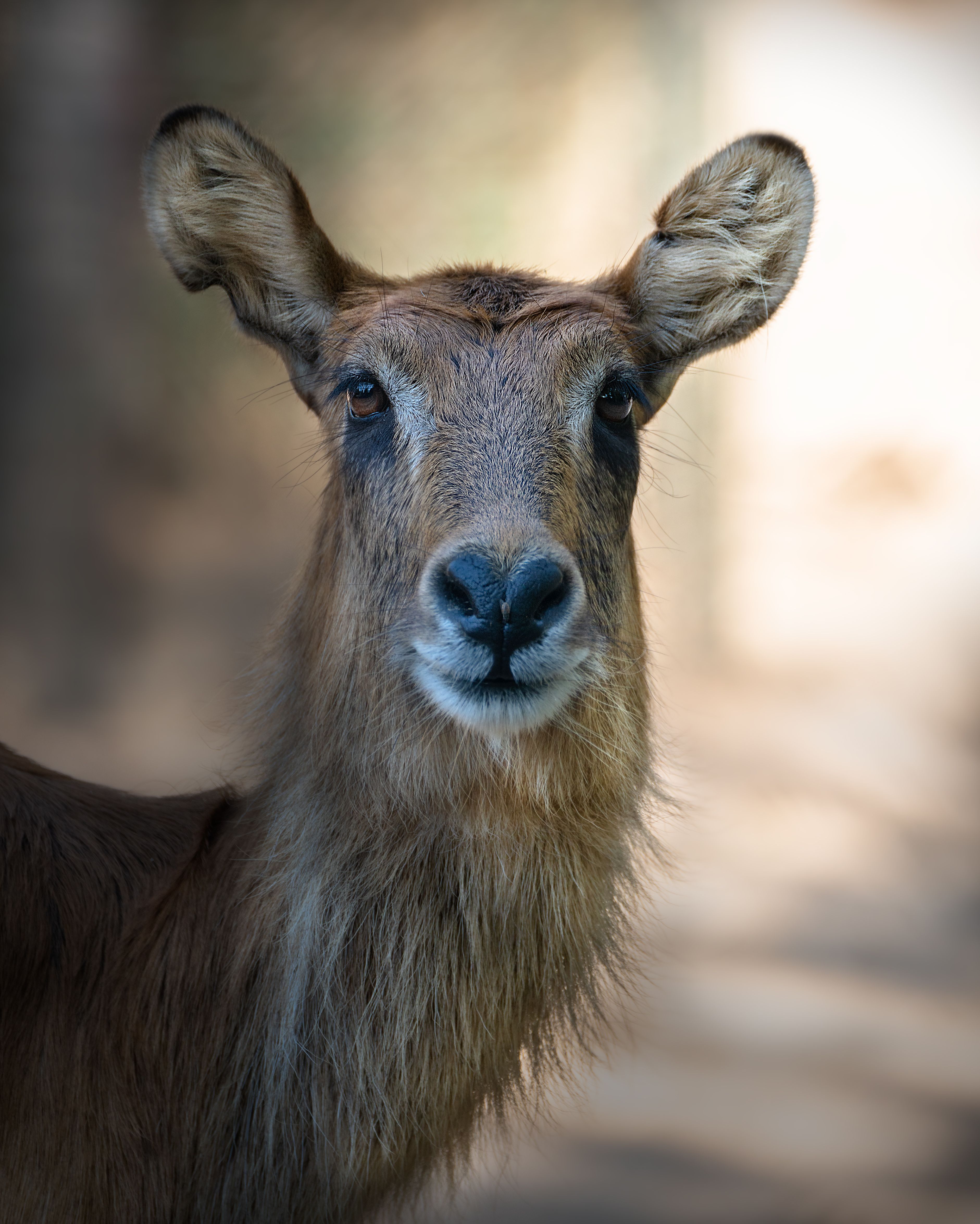 Close-Up Shot of an Antelope · Free Stock Photo