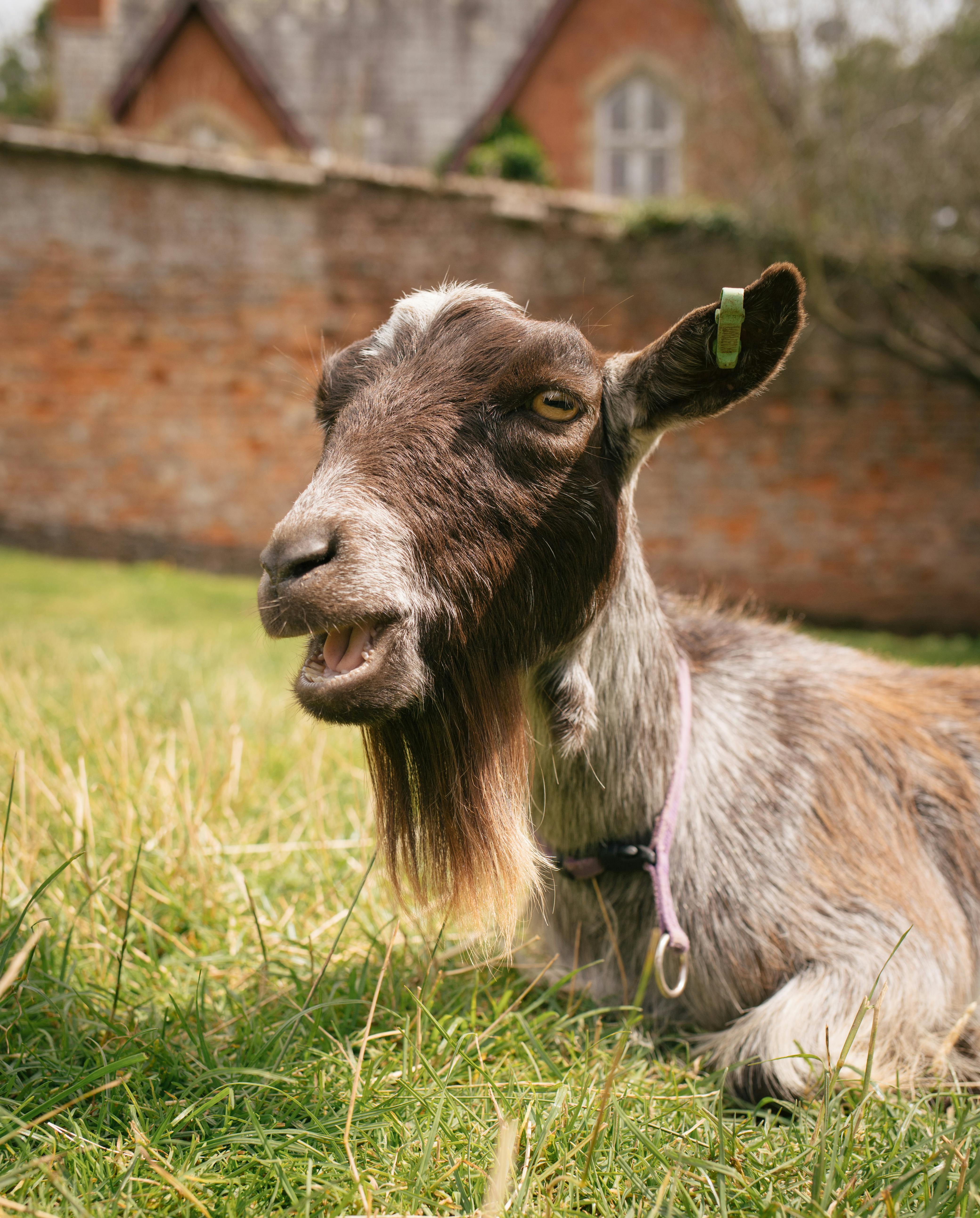 Changthangi on Green Grass Field · Free Stock Photo