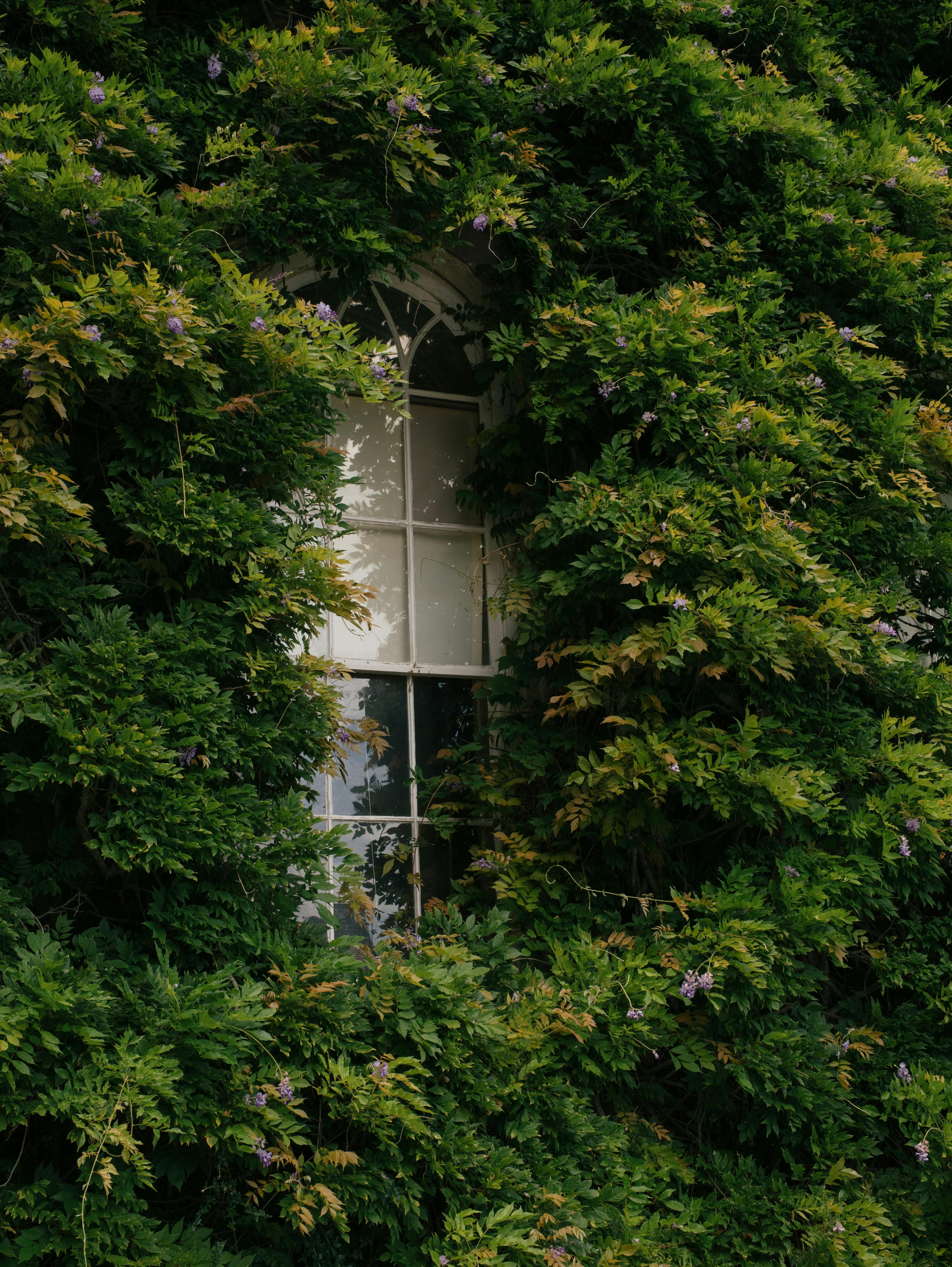 Glass Window Near Vine Plants Covering the Wall of a House · Free Stock ...
