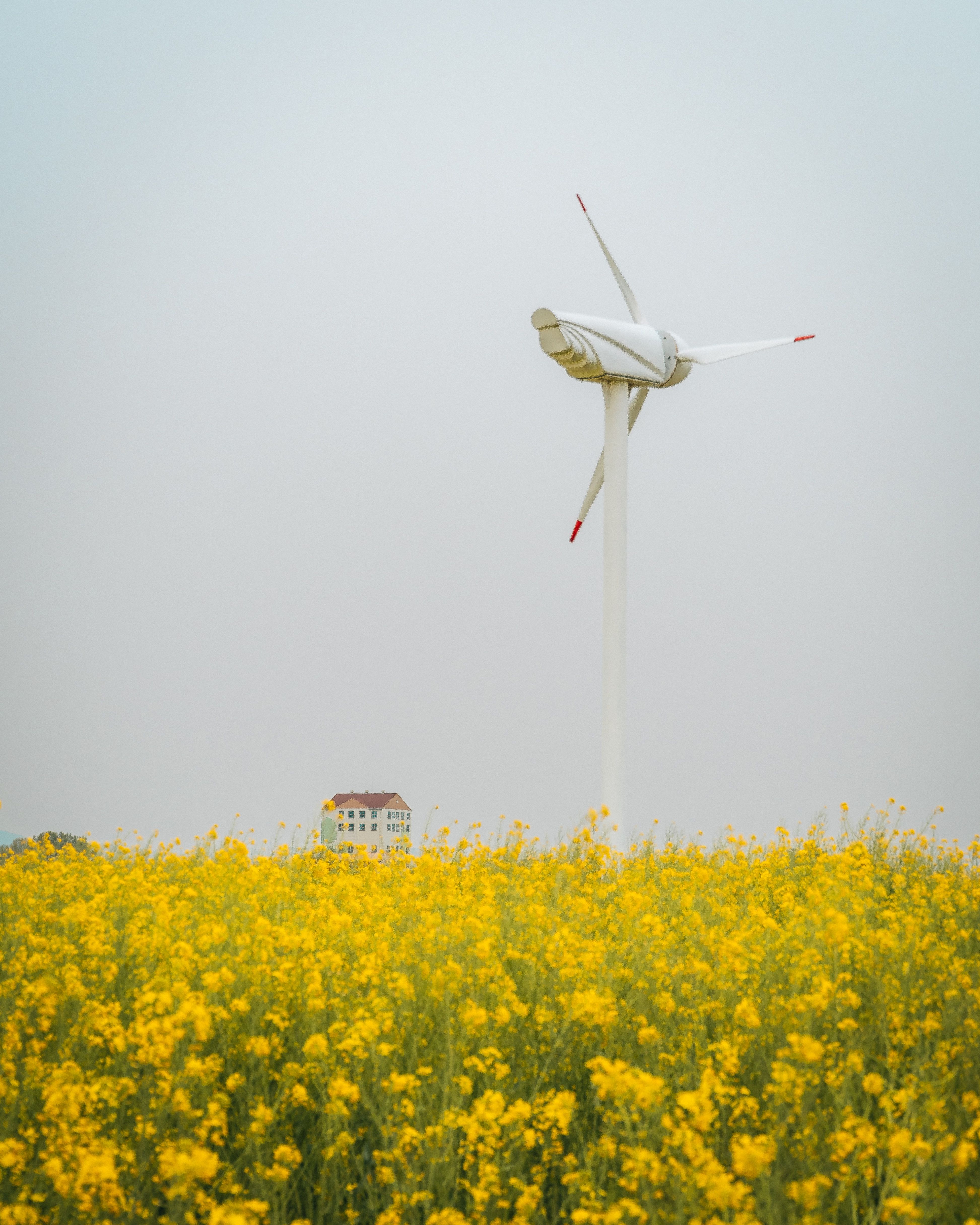 A Wind Turbine on a Field of Flowers · Free Stock Photo