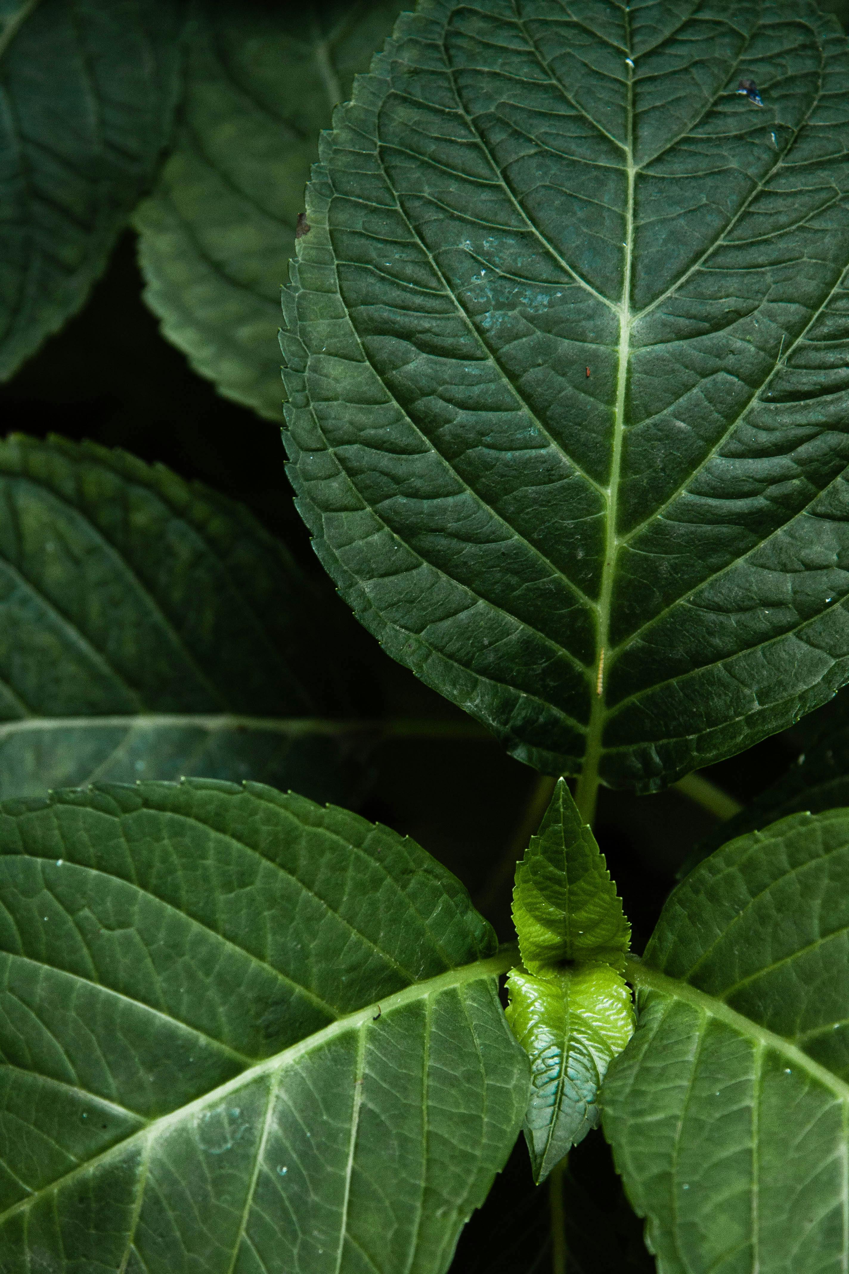 Green Leaves in Macro Photography · Free Stock Photo