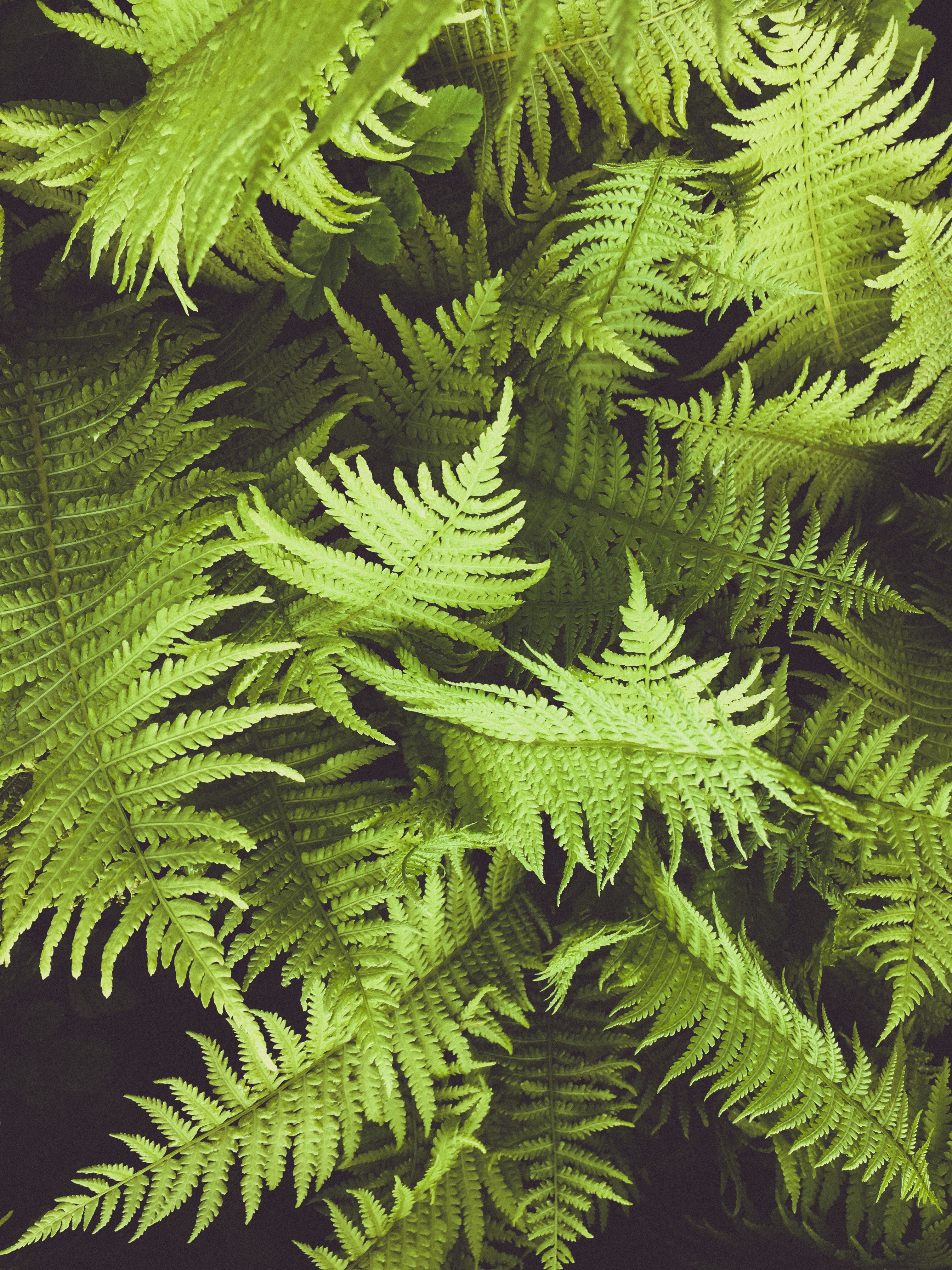 Close-Up Shot of Palm Leaves · Free Stock Photo