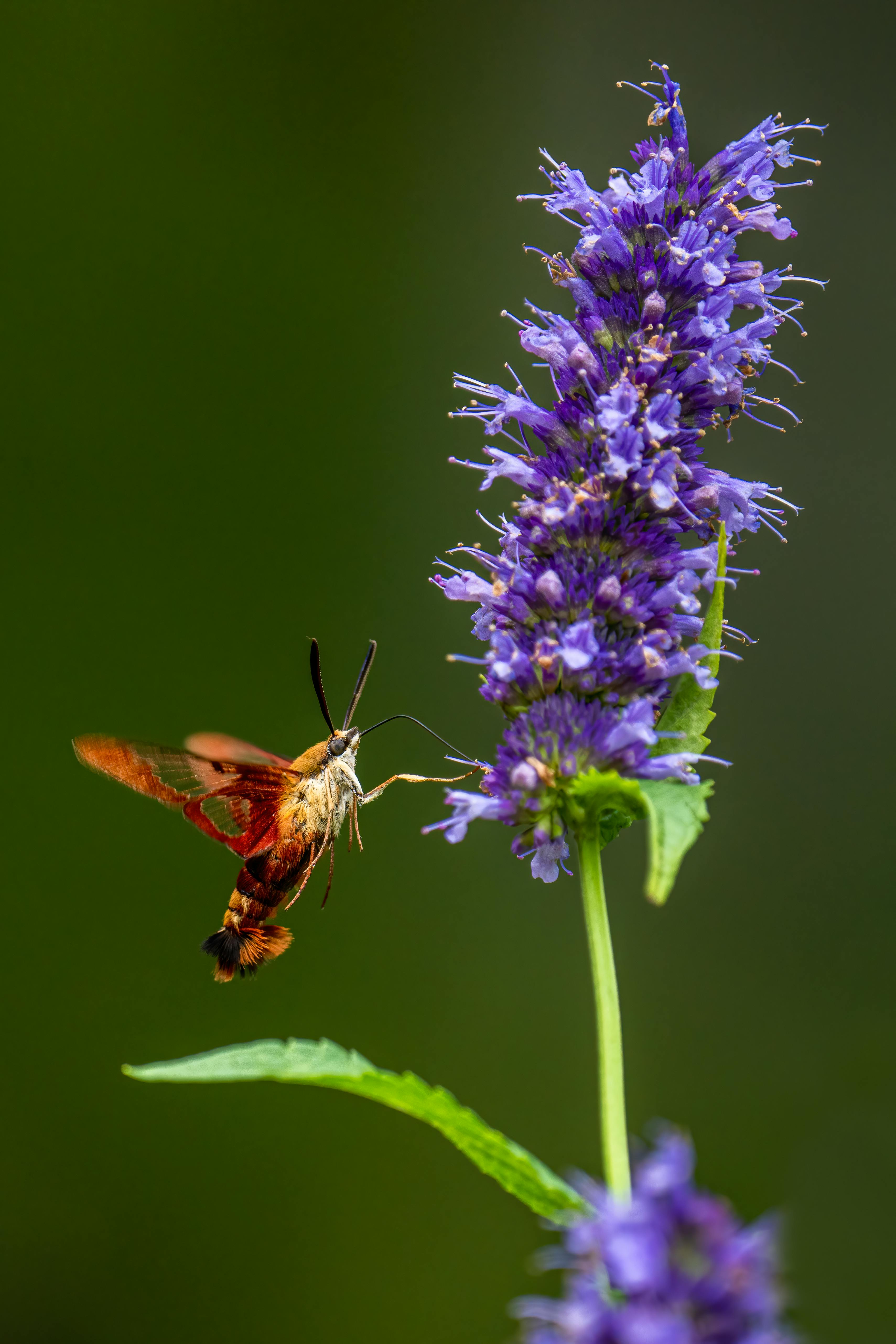 Hummingbird moth collecting sweet pollen from purple flower · Free ...